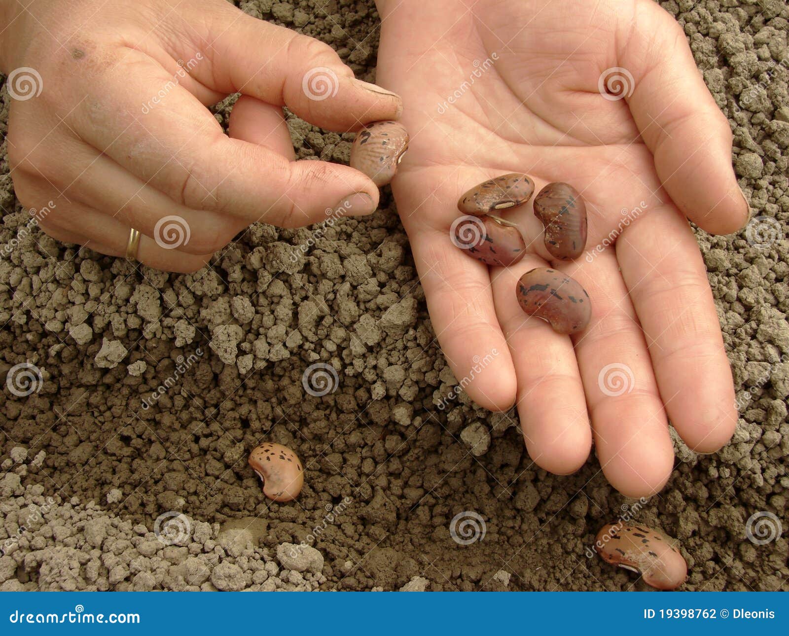 Hands with beans stock photo. Image of plantation, outdoor - 19398762