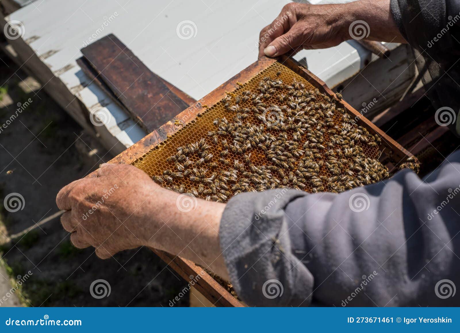 Hands of a Beekeeper Carefully Holding a Frame with Honeycombs. the ...