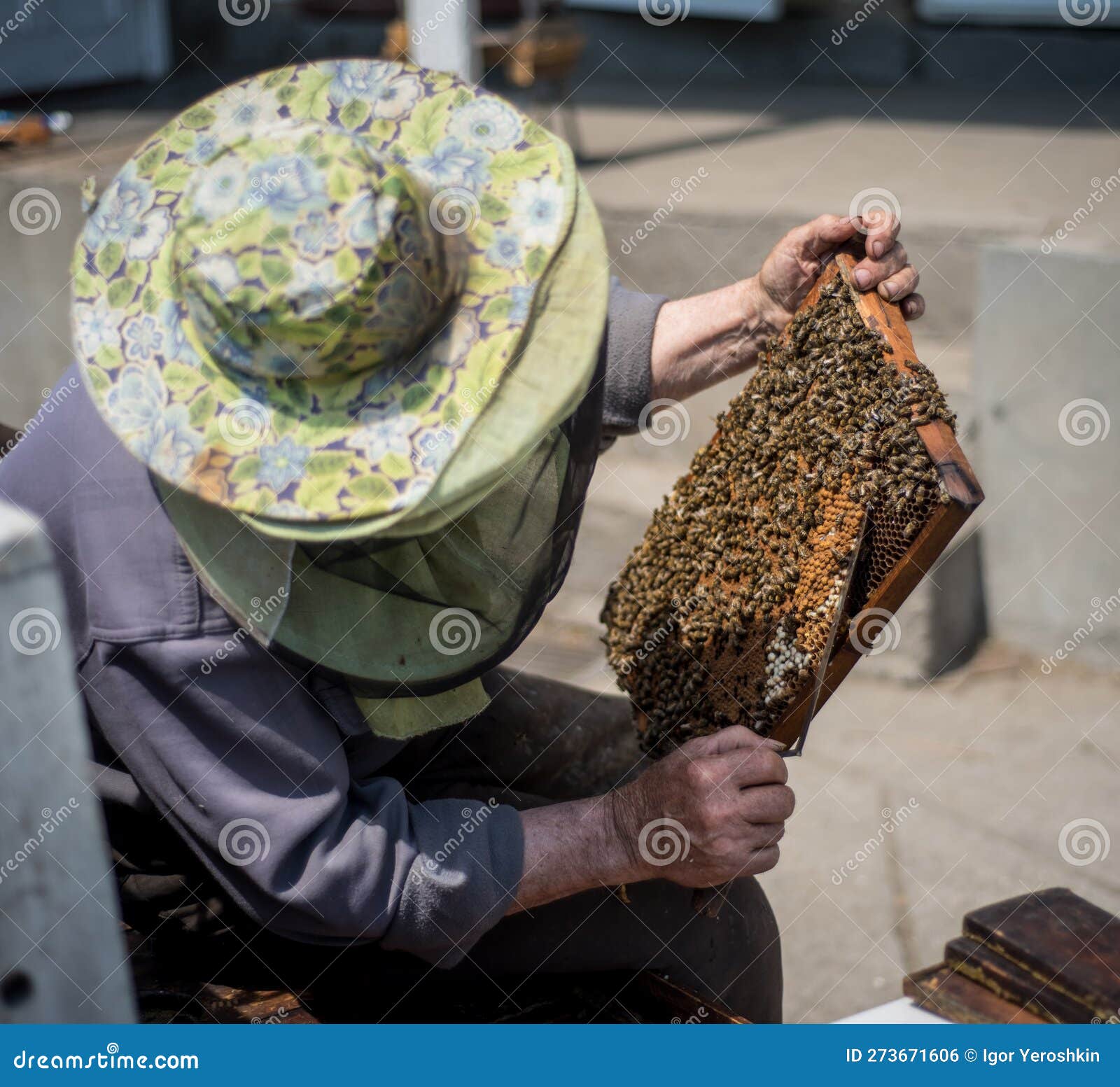 Hands of a Beekeeper Carefully Holding a Frame with Honeycombs. the Bees are Hard at Work Making ...