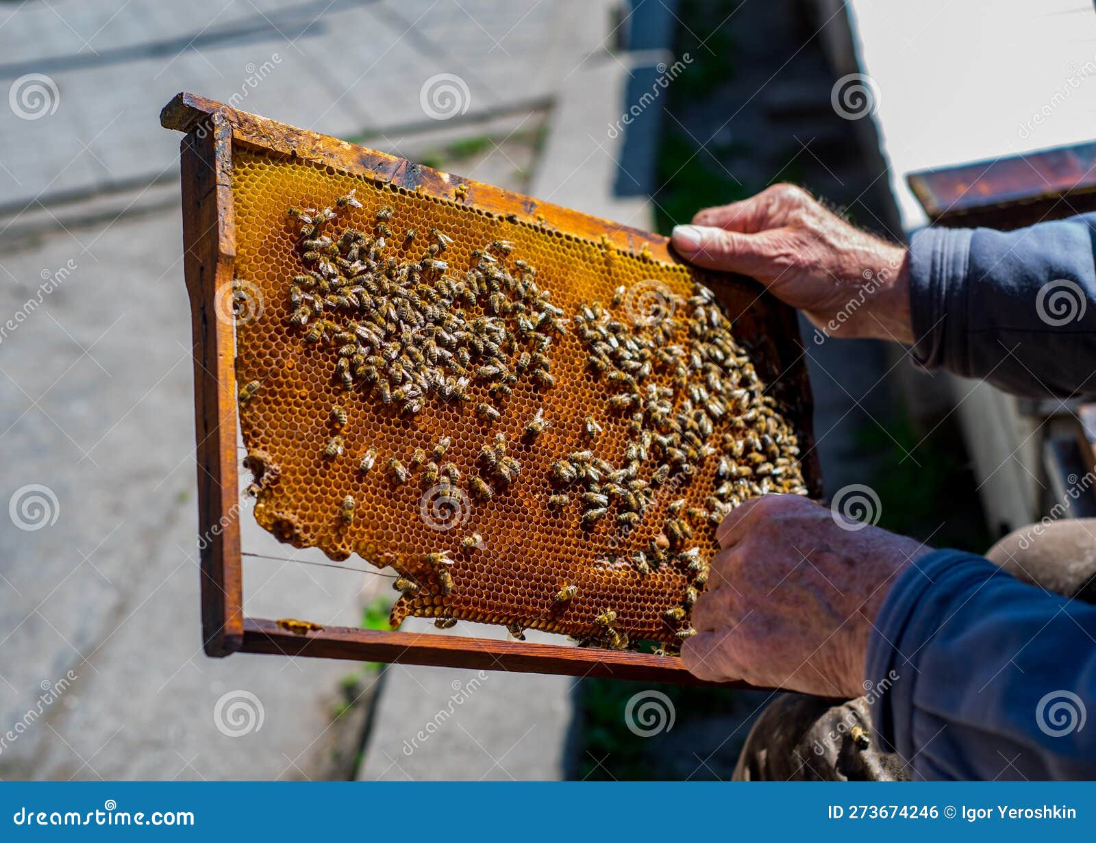 Hands of a Beekeeper Carefully Holding a Frame with Honeycombs. the ...