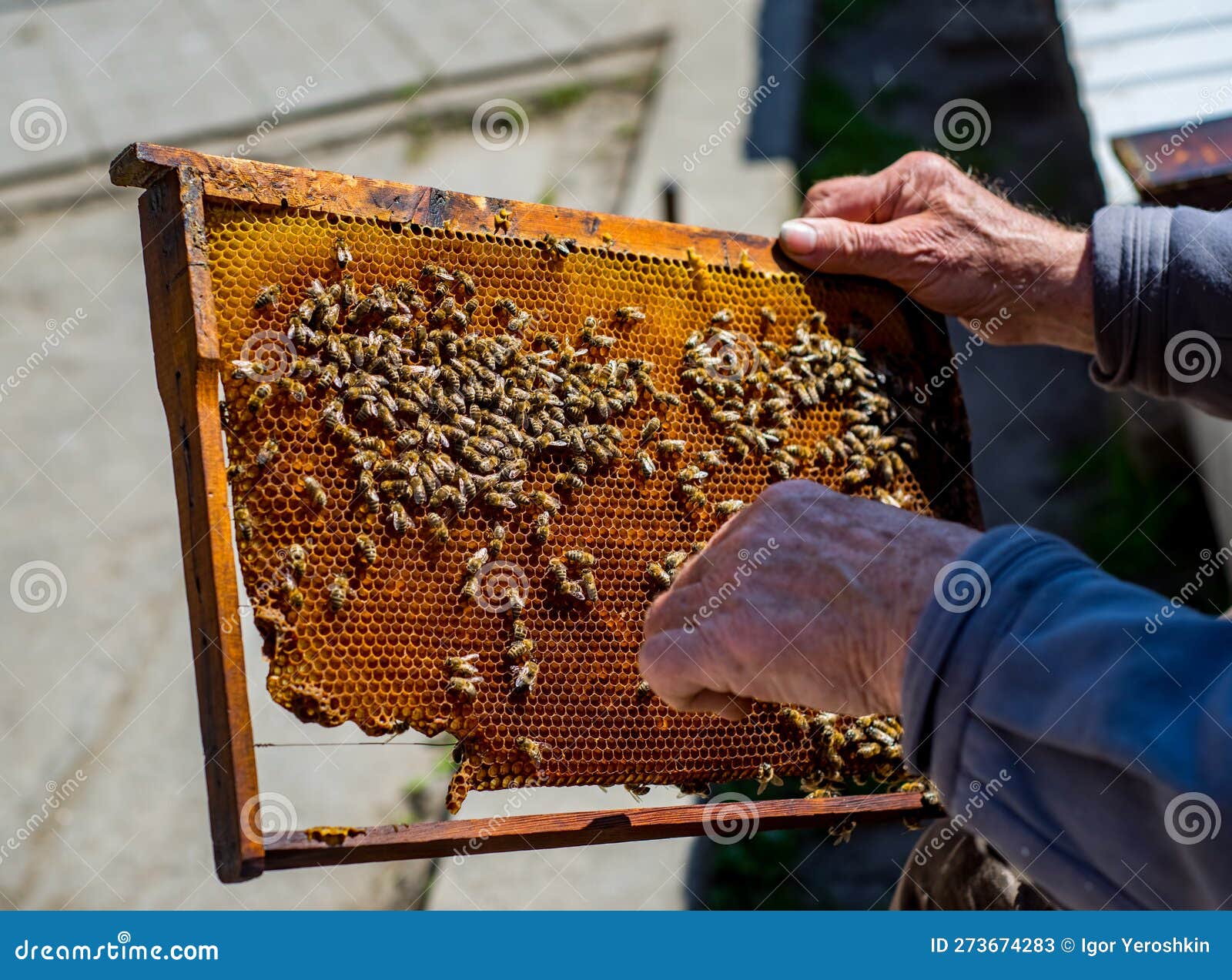 Hands of a Beekeeper Carefully Holding a Frame with Honeycombs. the ...