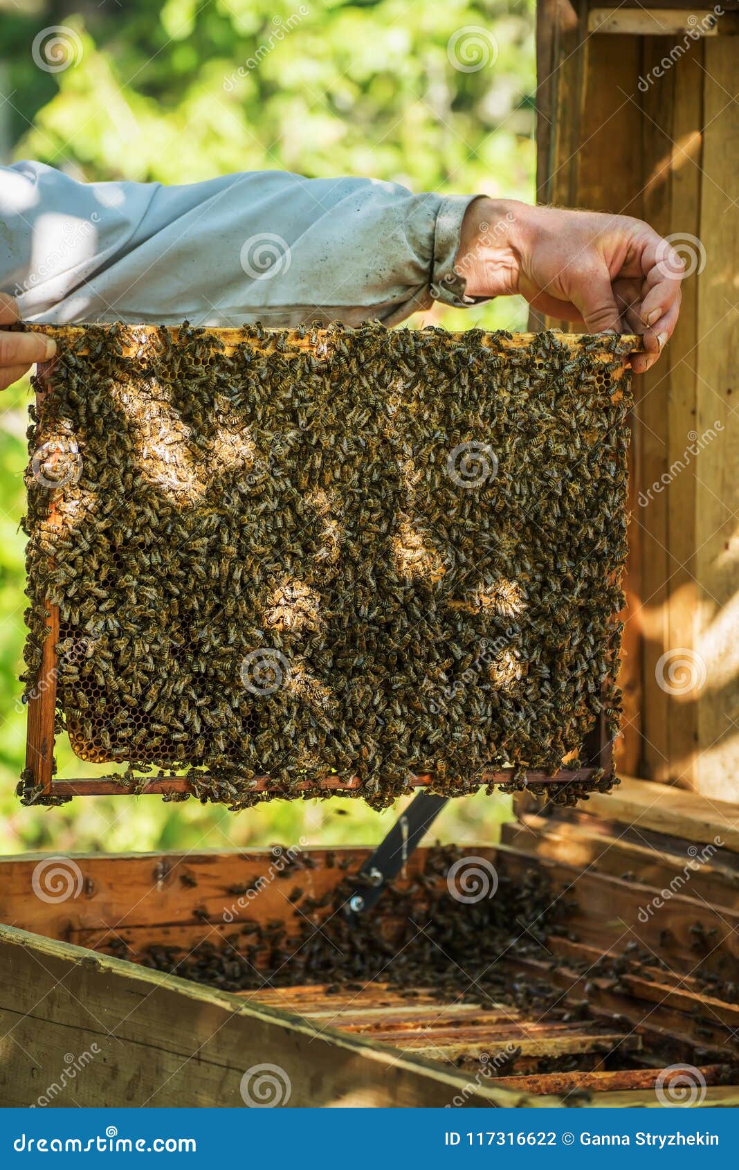Hands of the Beekeeper Engaged with Bees in the Hive. Stock Photo ...
