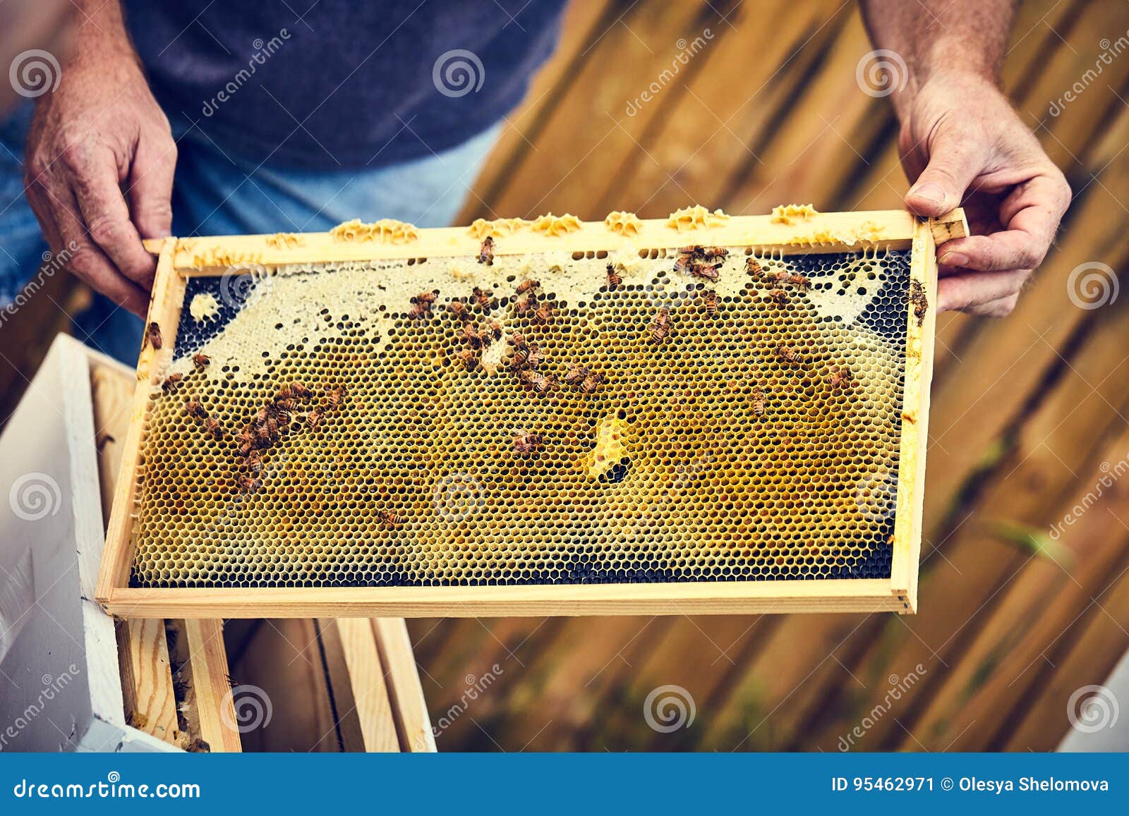 Hands of Beekeeper Holding Hive Frame with Bees Stock Image - Image of ...