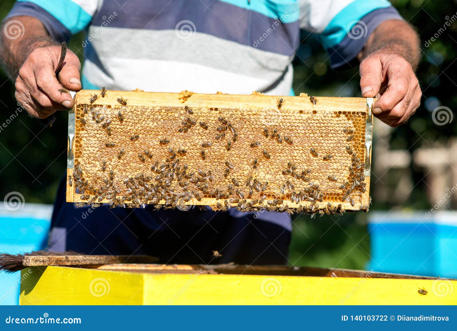 Hands of Beekeeper Pulls Out from the Hive a Wooden Frame with ...