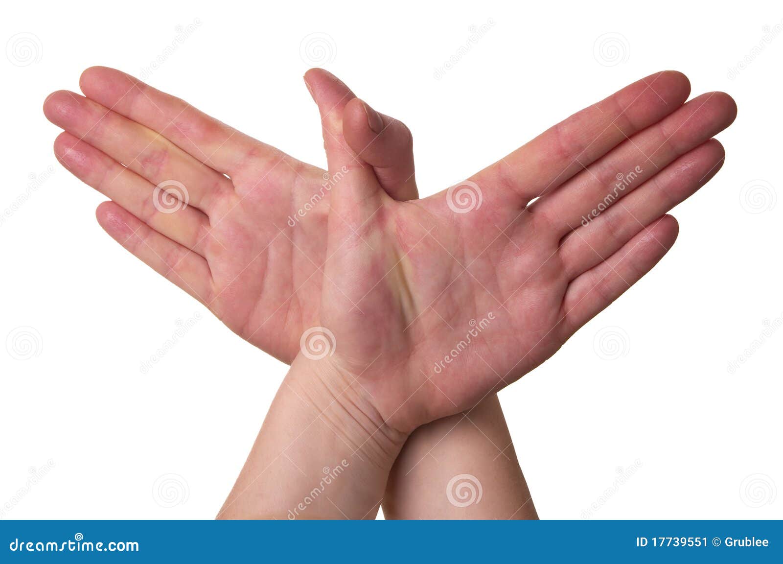 Hands bird stock image. Image of macro, woman, white - 17739551