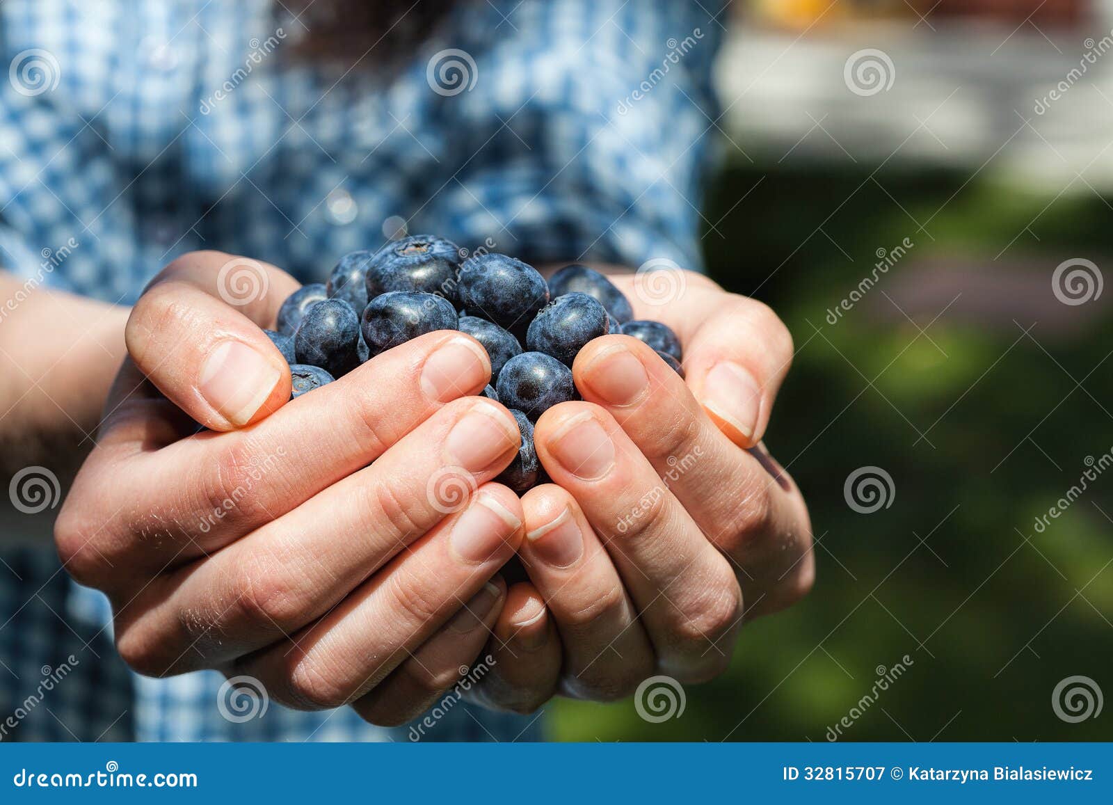 Hands with blueberries stock image. Image of blueberries - 32815707