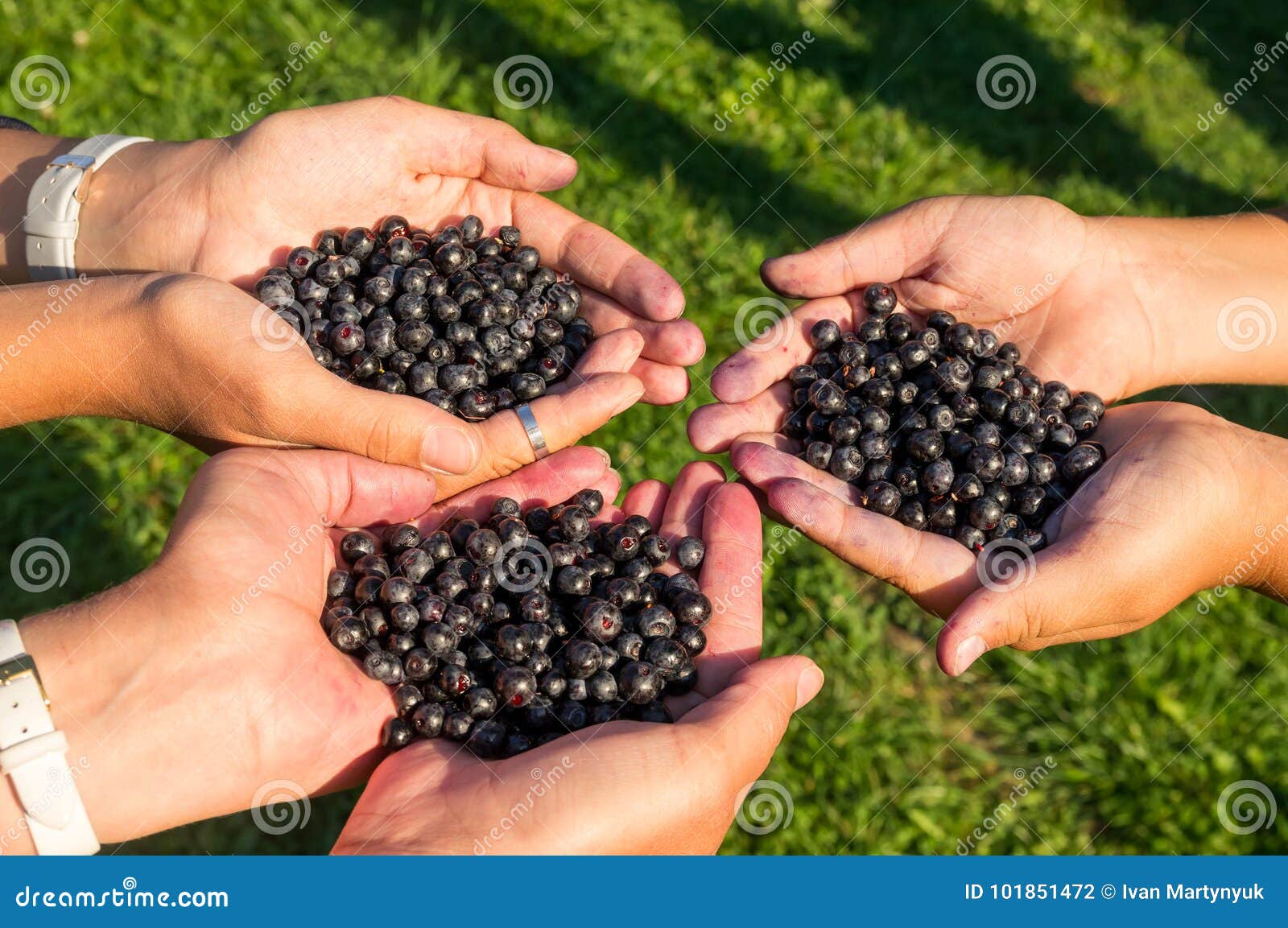 Hands with blueberries stock photo. Image of hand, pairs - 101851472