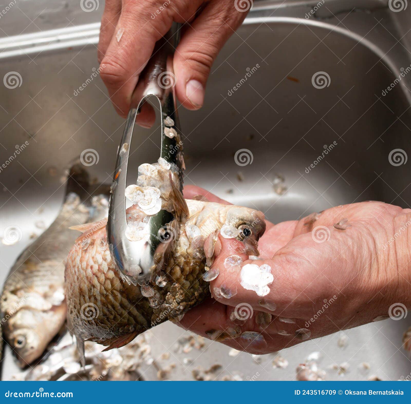 Hands Brushing Fish on a Light Background Stock Image - Image of fish ...