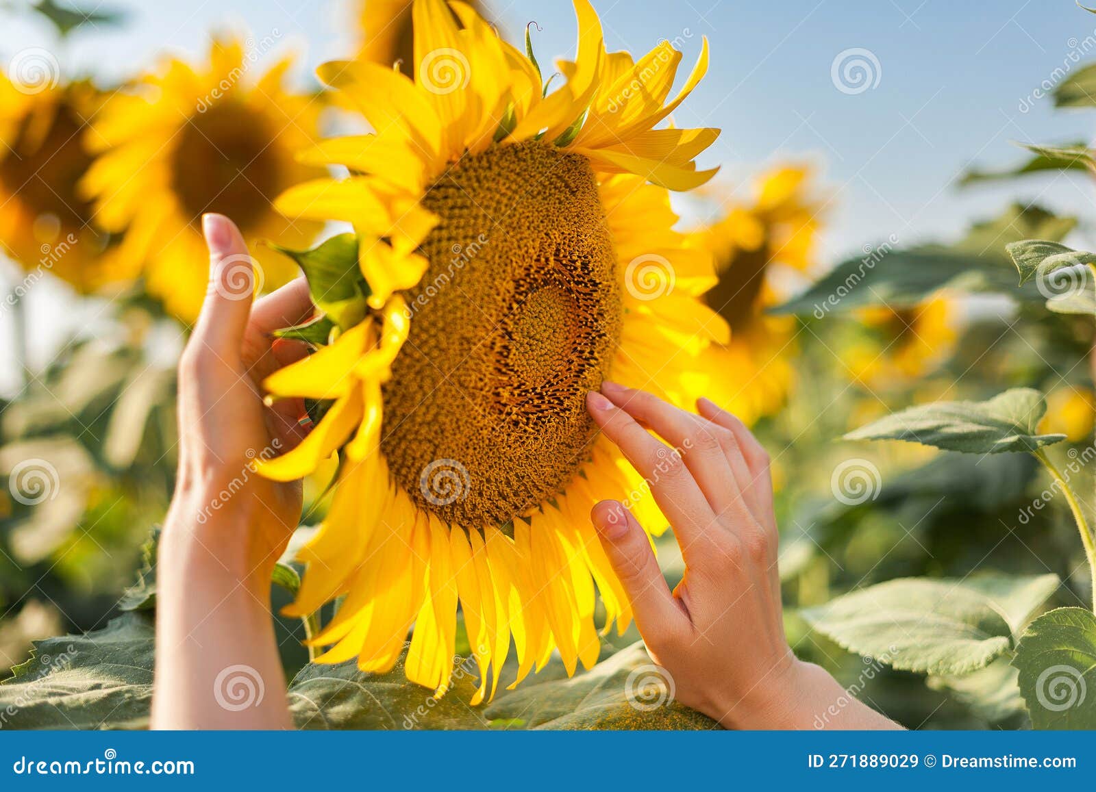 Hands Carefully Touching a Sunflower Stock Image - Image of growing ...