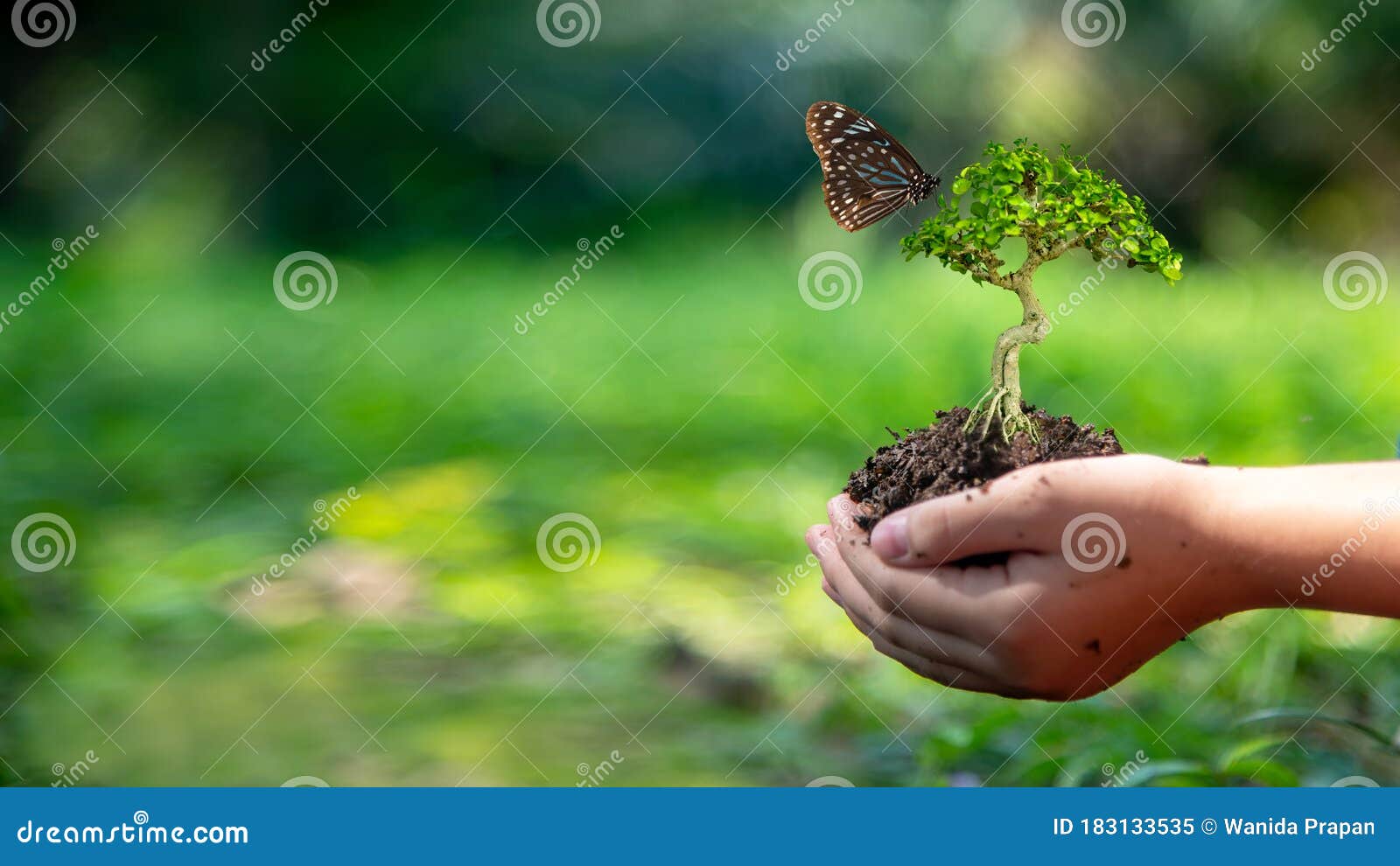 Hands Child Holding Tree with Butterfly Keep Environment Stock Image ...