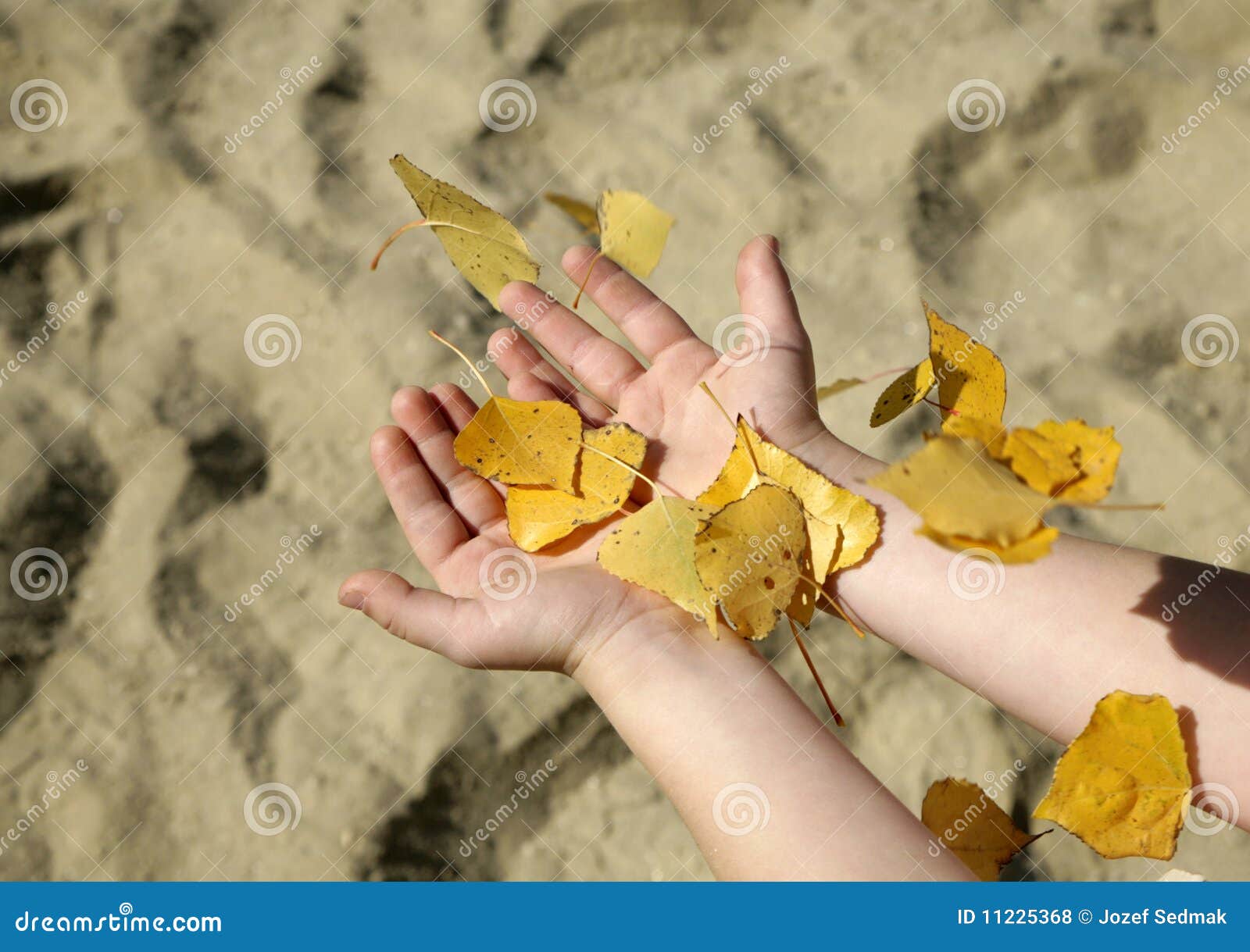 Hands of Child and the Leafs Stock Photo - Image of color, detail: 11225368