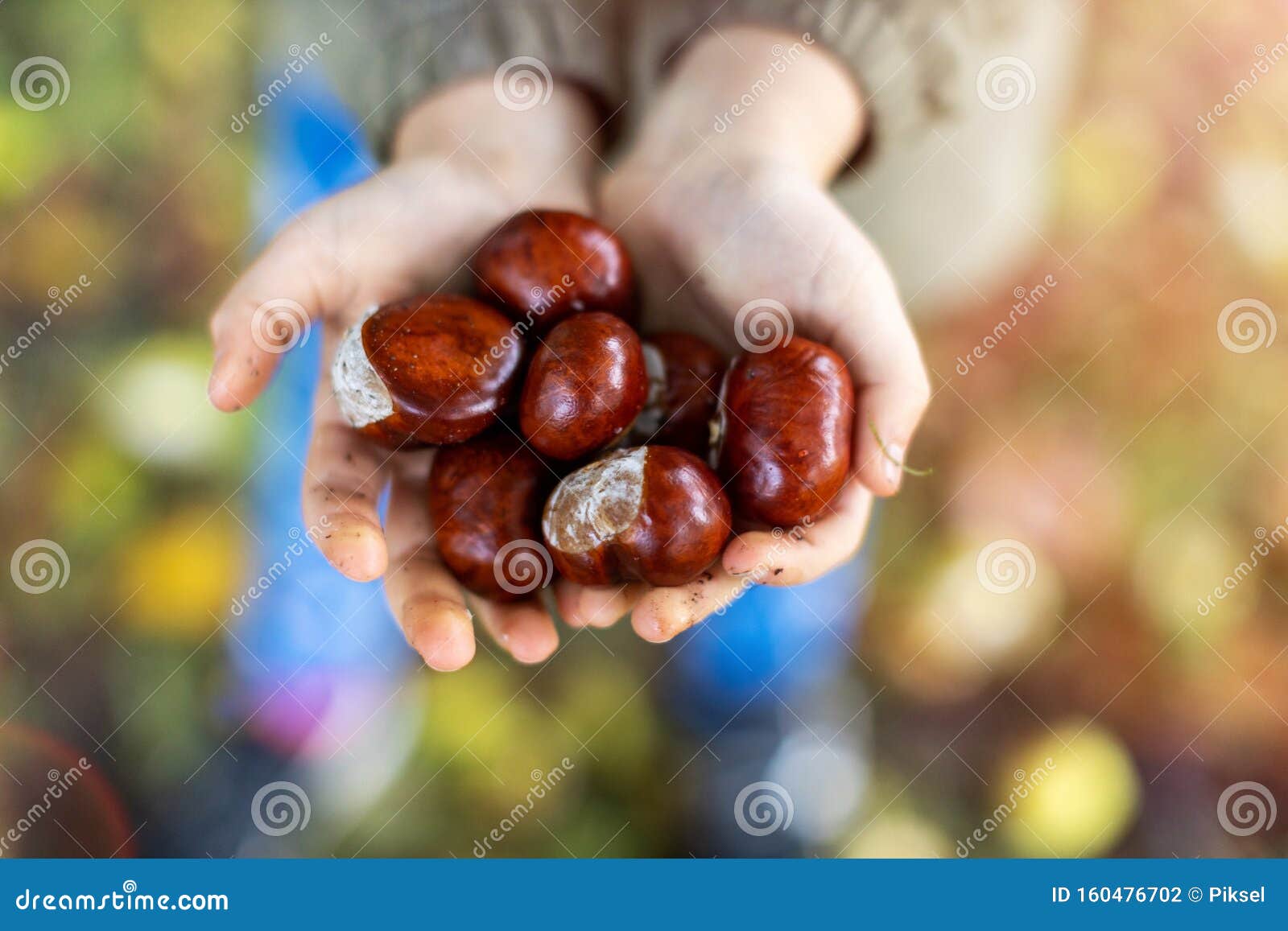 Little Child Showing a Handful of Chestnuts Stock Photo - Image of ...