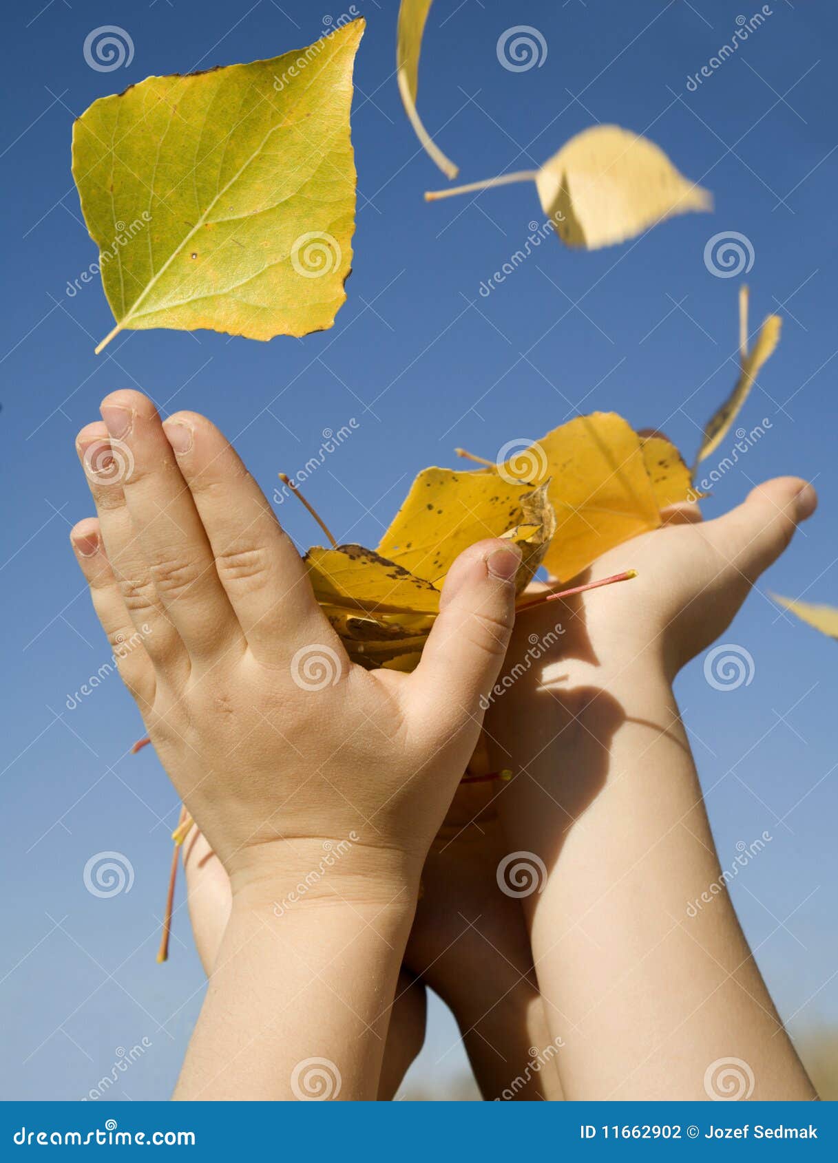 Hands of Children and the Leafs Stock Photo - Image of color ...