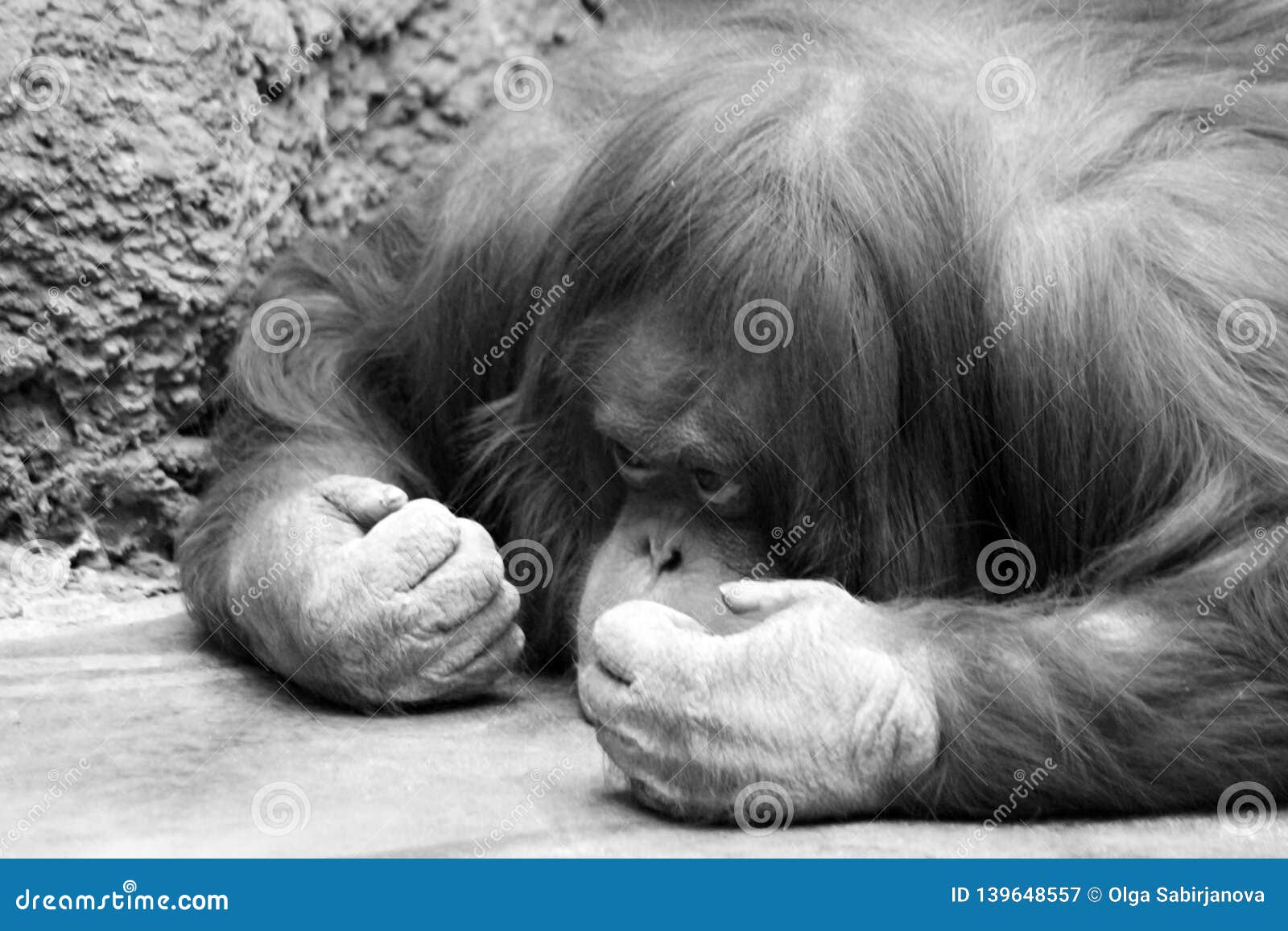 Chimpanzee hand x ray - guludynamics