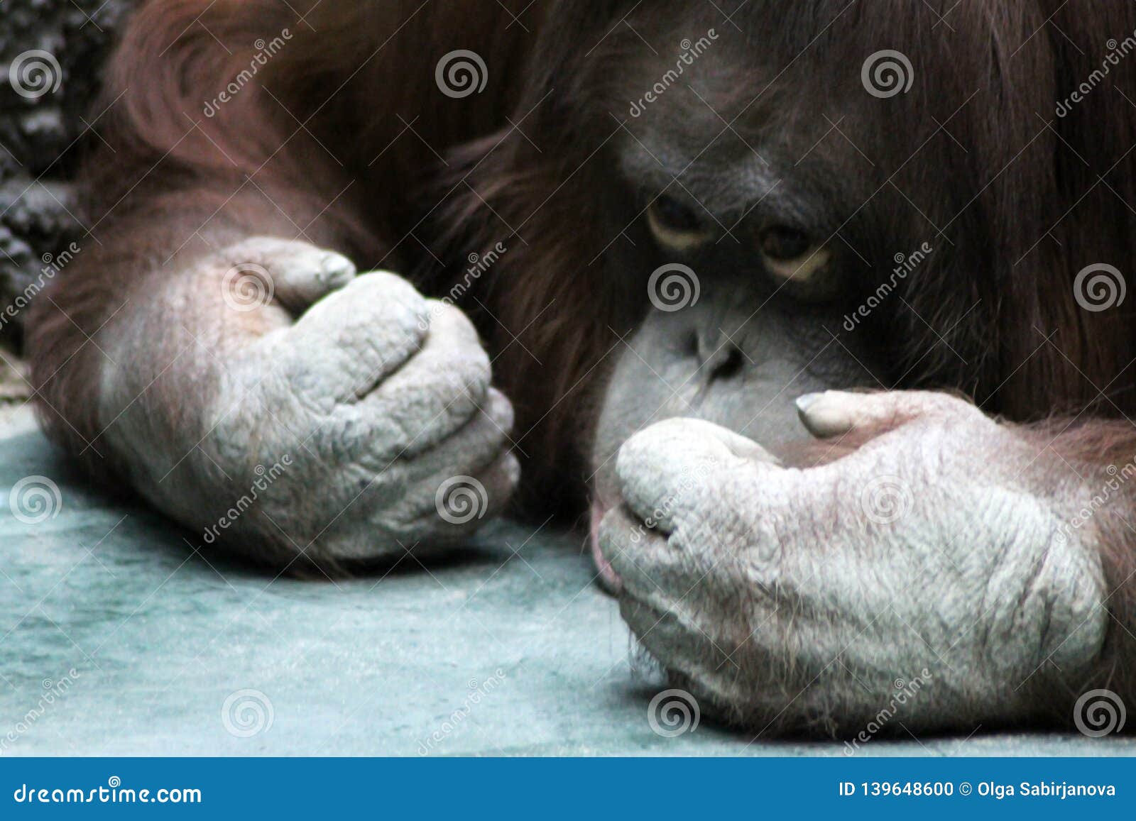 The Hands of Chimpanzees so Close Stock Photo - Image of discovery ...