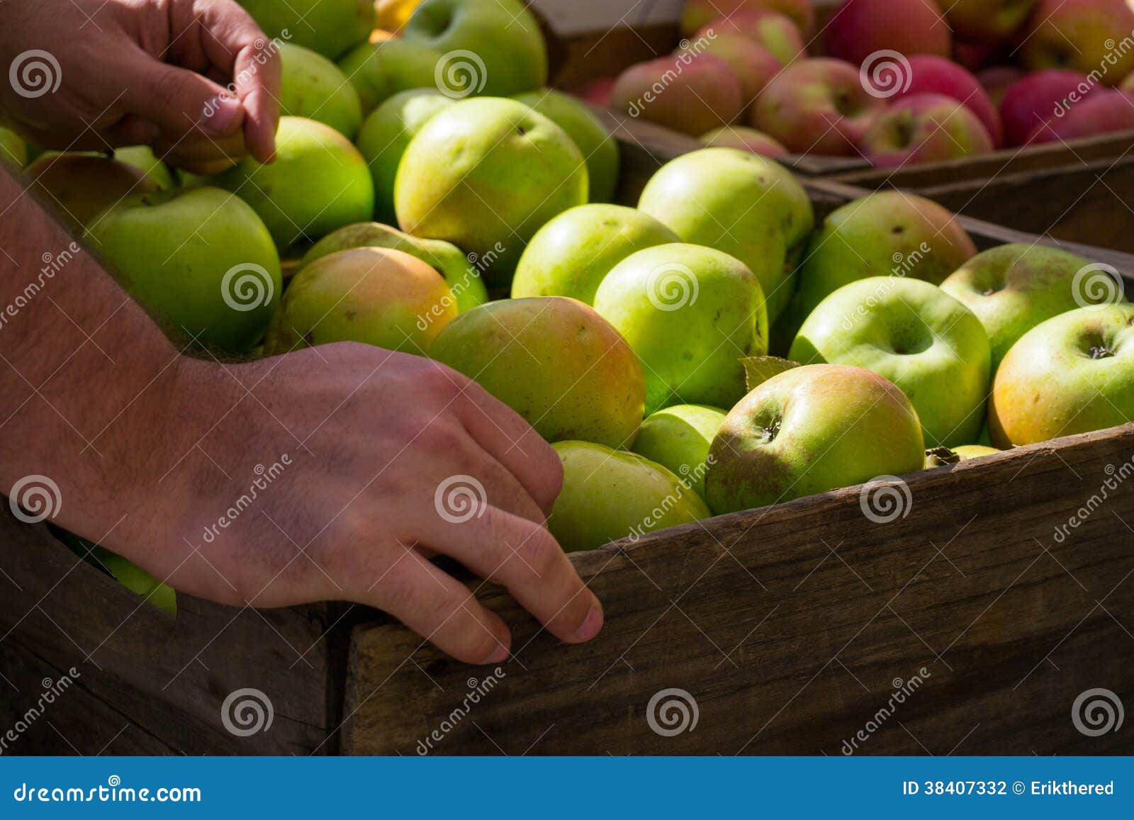 Hands choosing apples stock photo. Image of fresh, market - 38407332