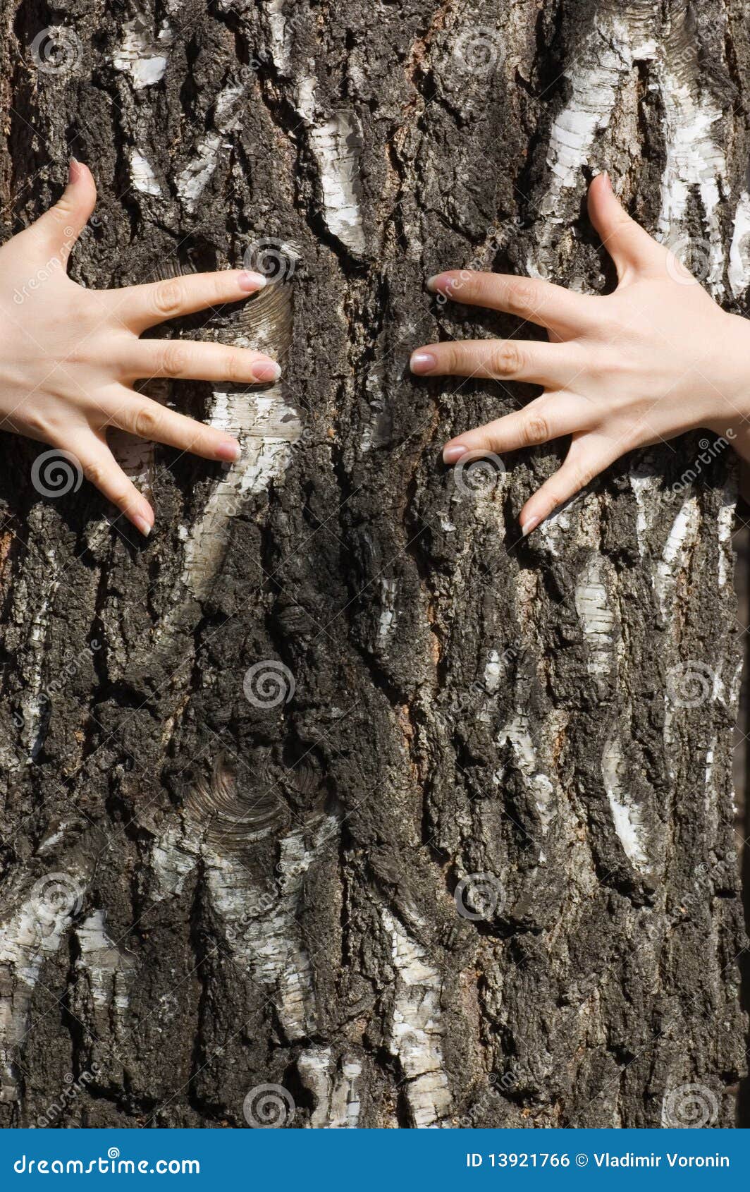 Hands clasp a tree trunk stock photo. Image of outside - 13921766