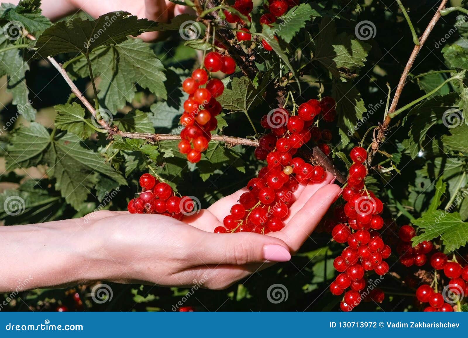 Hands Close-up Pluck Berries from Red Currant Bushes with Ripe Berries ...