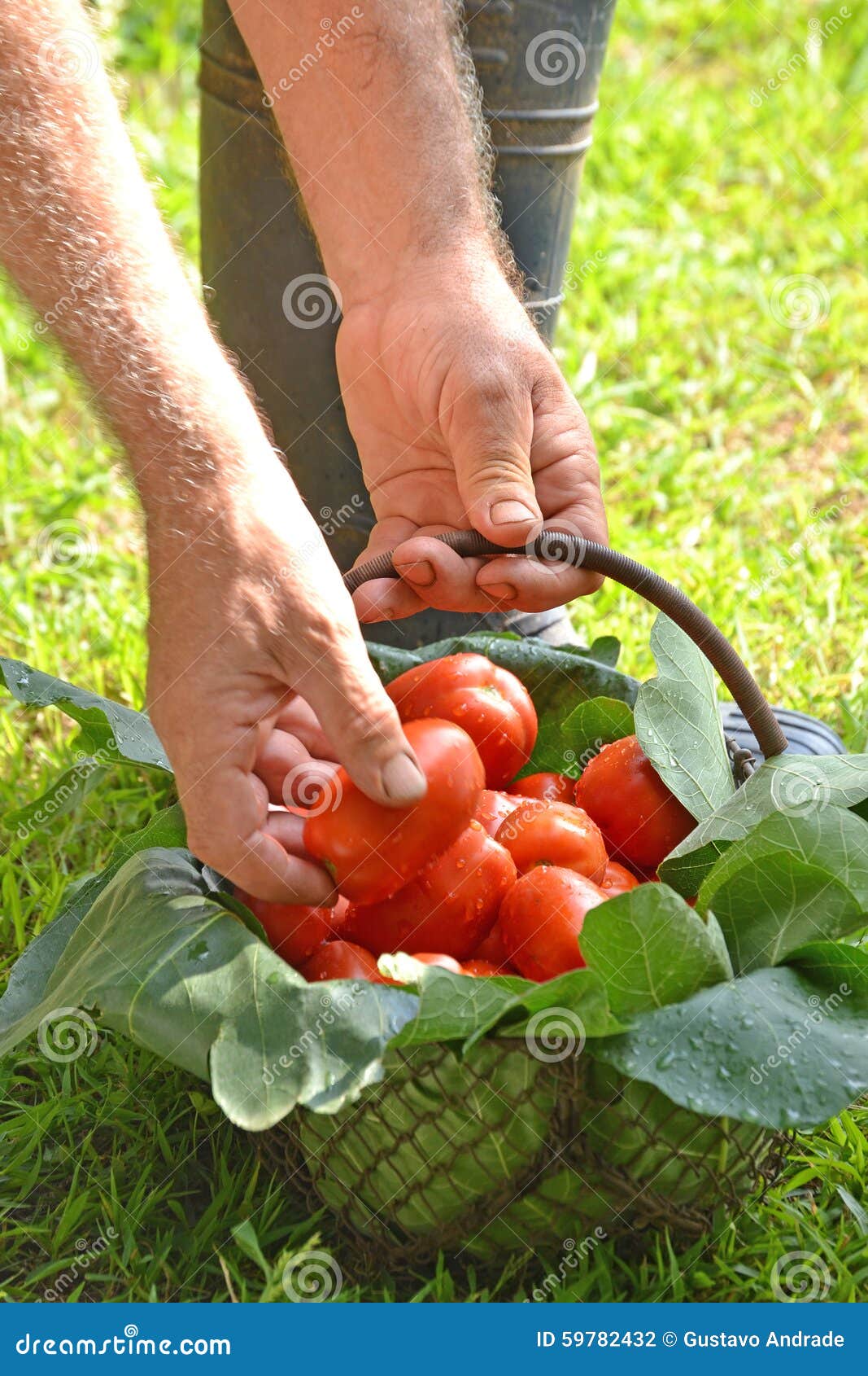 Hands Collecting Tomato Crop Stock Photo - Image of vegetable ...