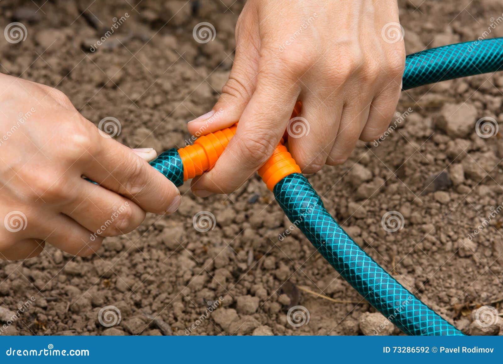 Hands Connecting Garden Hoses for Irrigation, Closeup Stock Photo ...