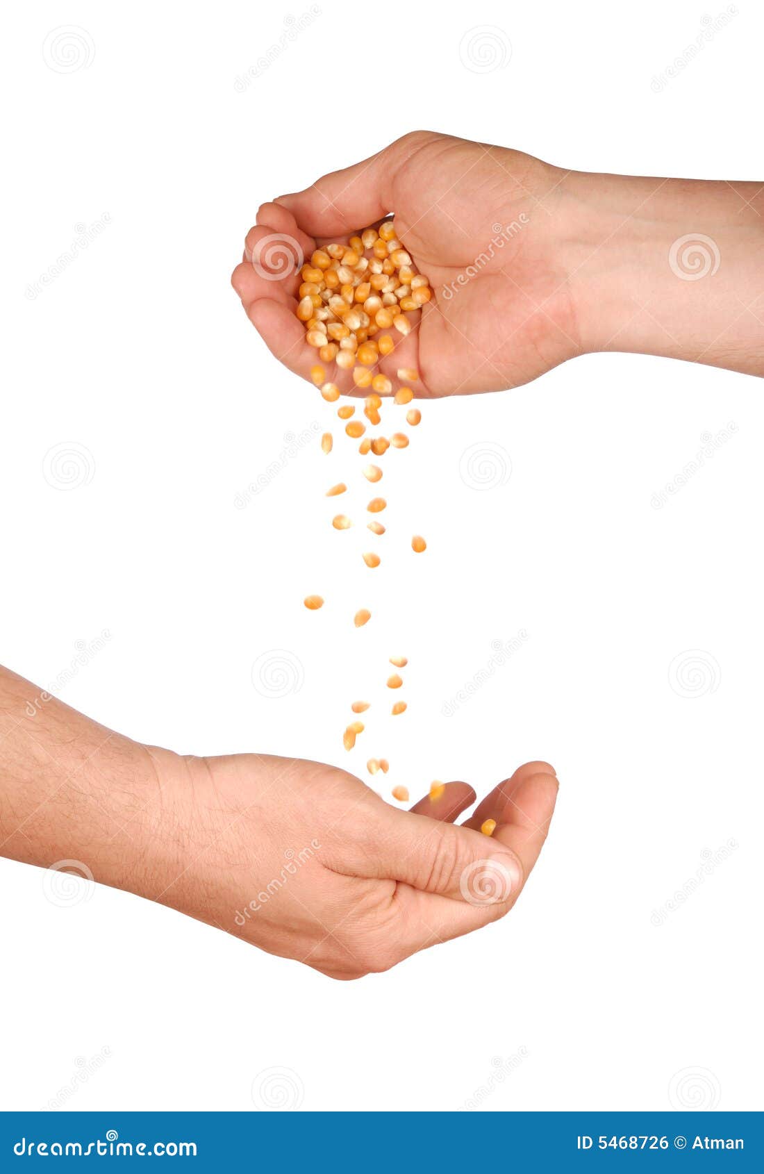 Hands with Corn stock photo. Image of hands, help, agriculture - 5468726
