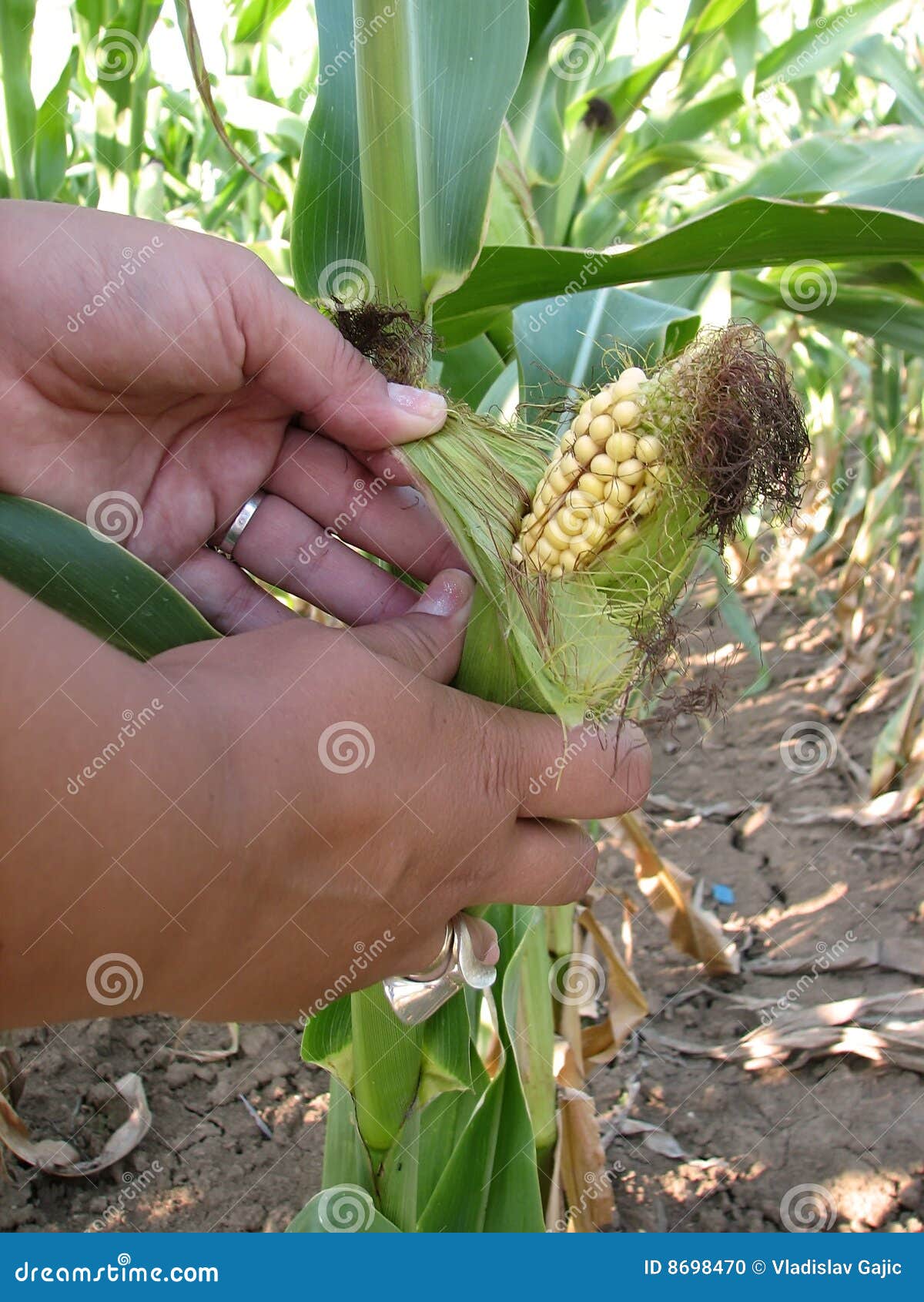 Hands and corn stock photo. Image of food, cornfield, maize - 8698470