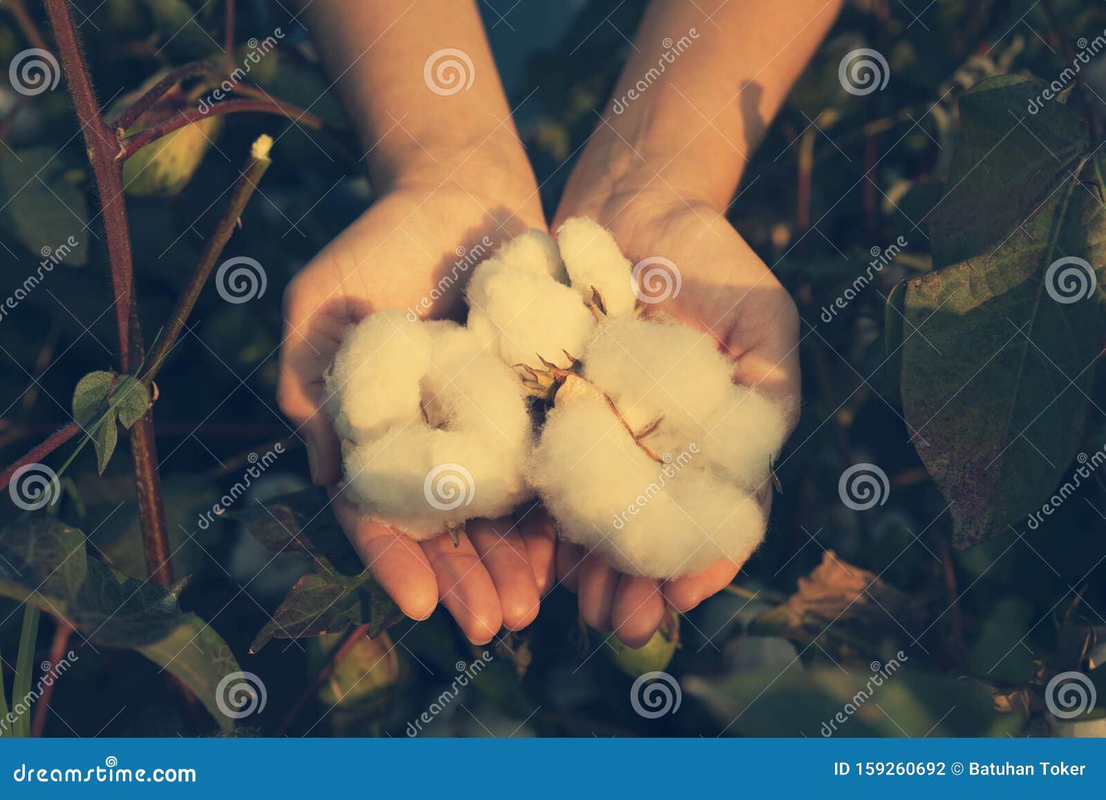In the Hands of the Cotton Grower Harvested Cotton Stock Photo - Image ...