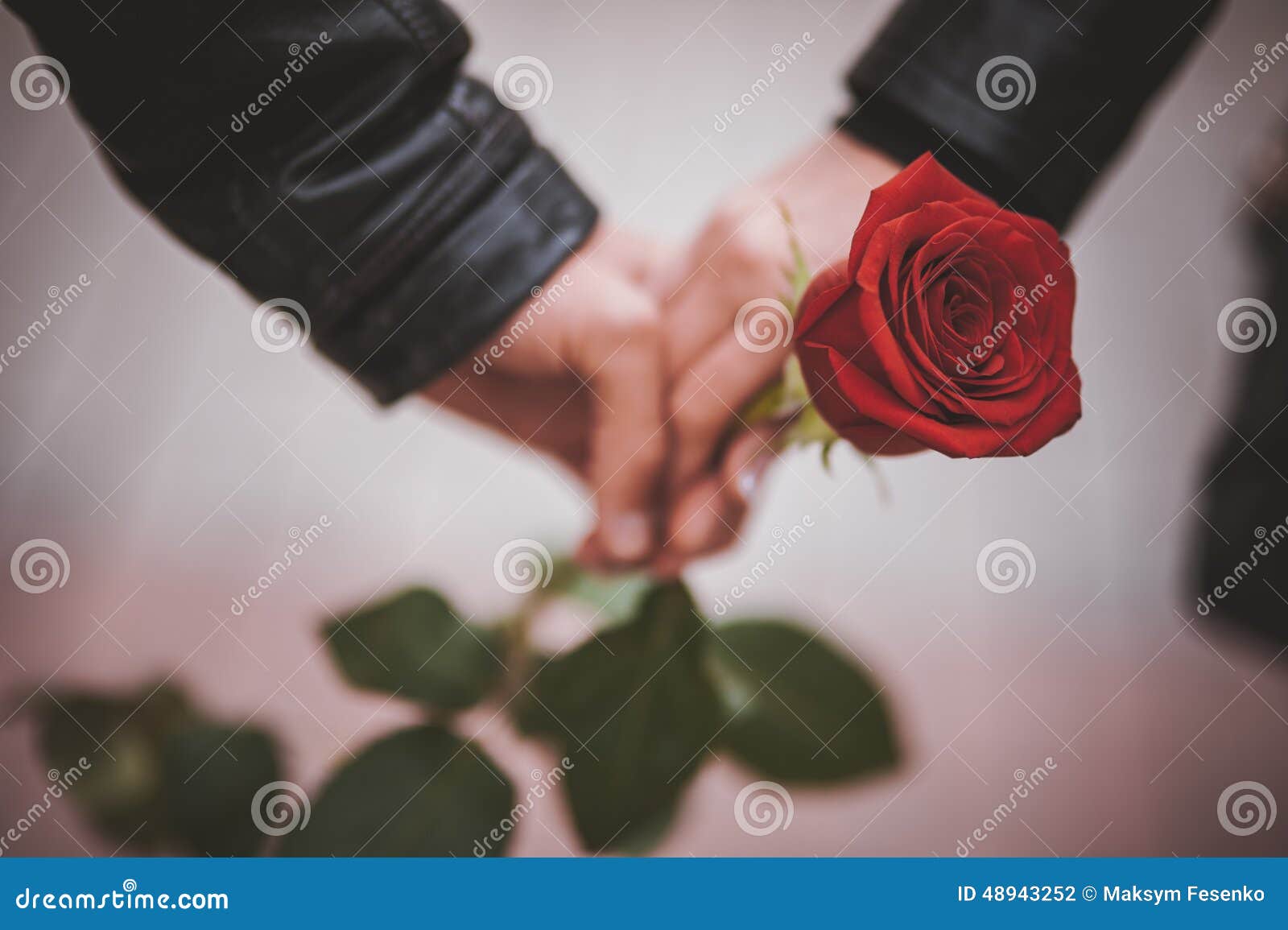 Hands of Couple Holding Red Rose Stock Photo - Image of relation, walk ...