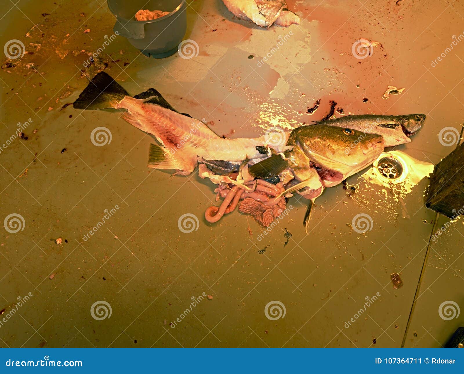 Hands Cut Fresh Cod Fish, Remove and Check Livers. Freshly Caught Fish ...