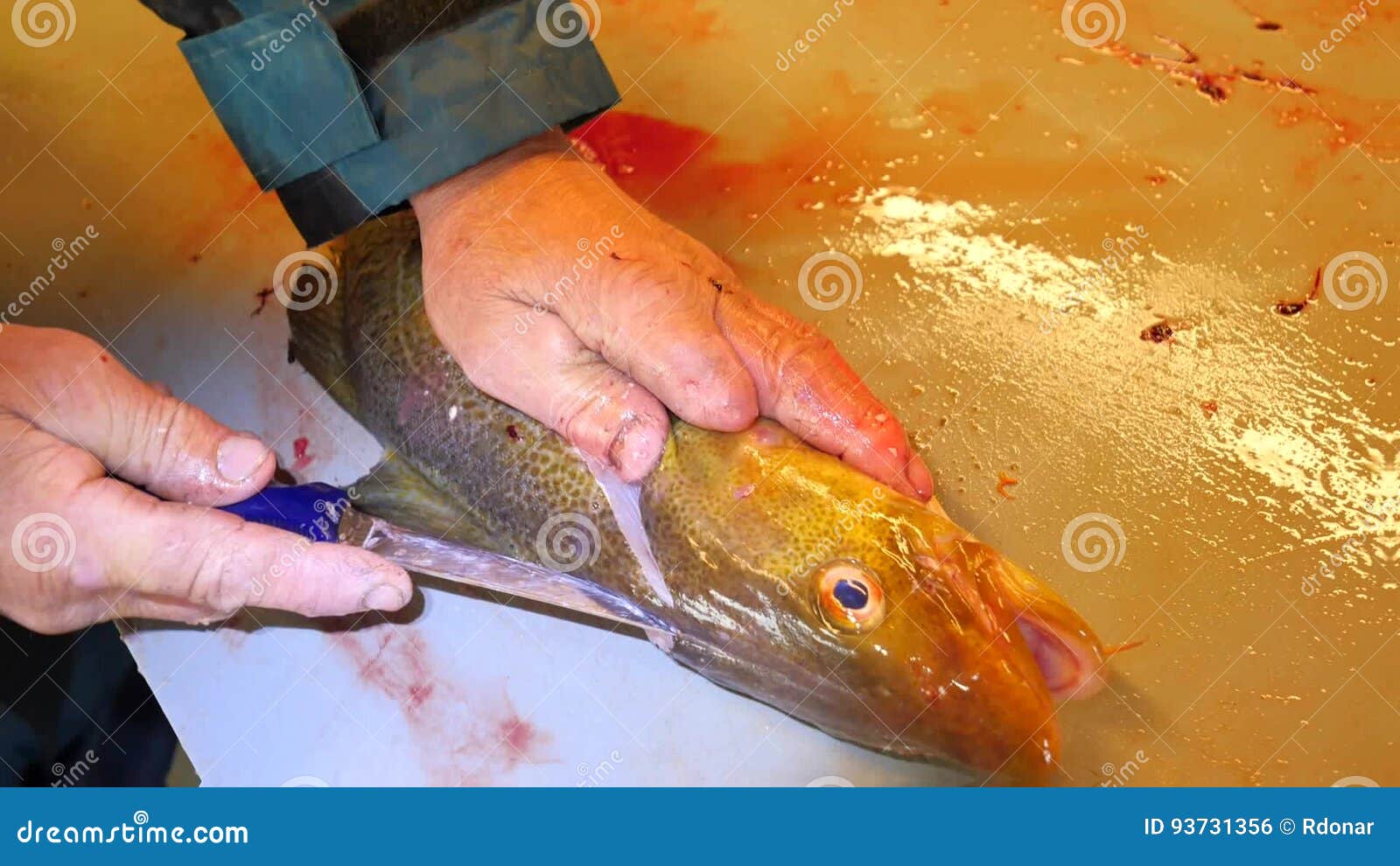 Hands Cut Fresh Cod Fish, Remove and Check Livers. Hands Control ...