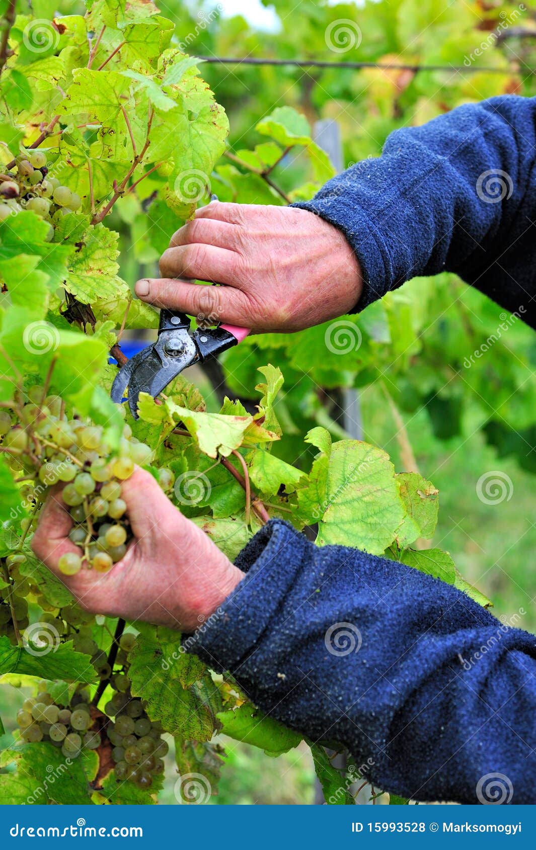 Hands Cutting Bunch of Grapes Stock Photo - Image of leaf, vine: 15993528