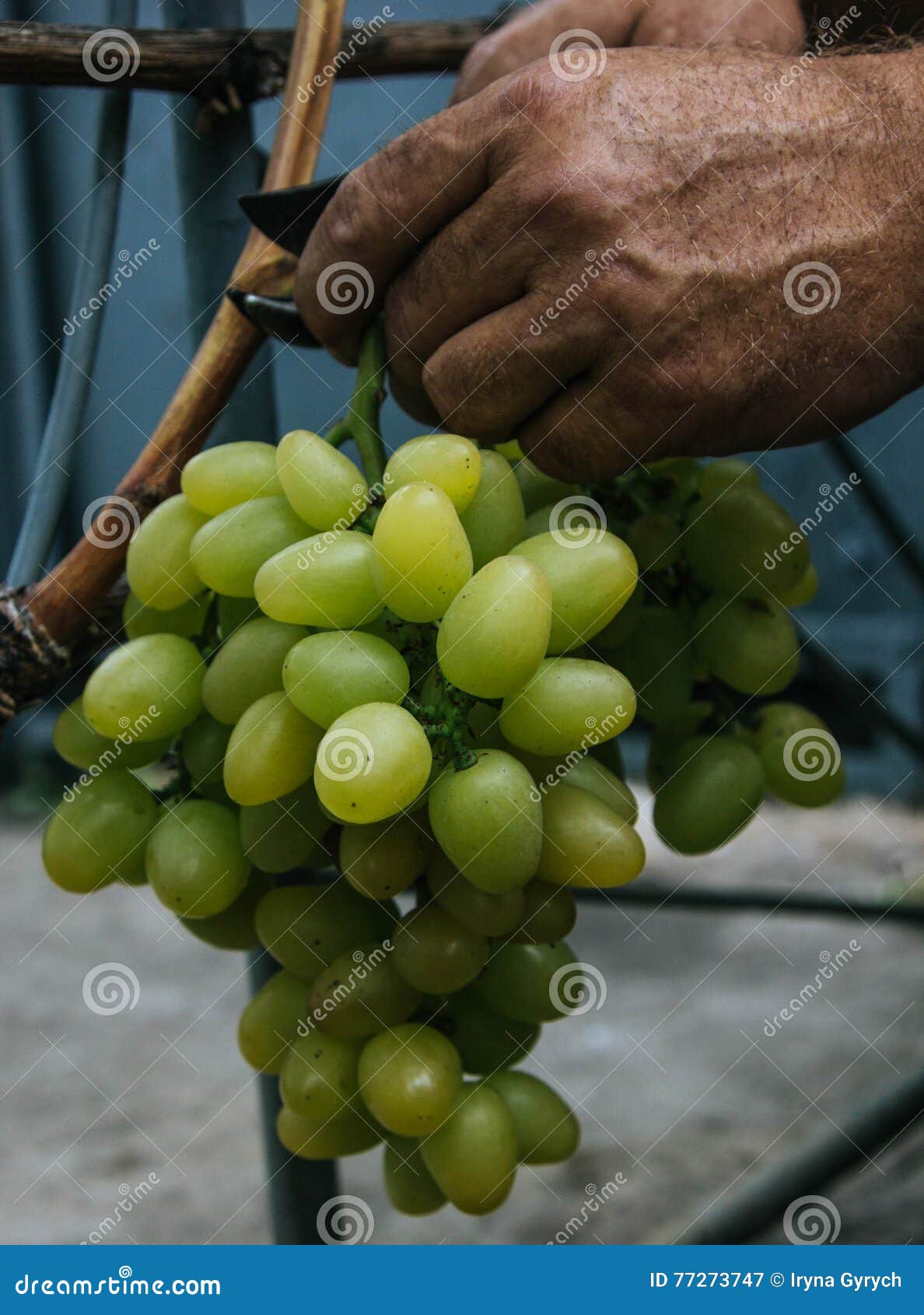 Hands Cutting Grape from the Plant Stock Image - Image of gather ...