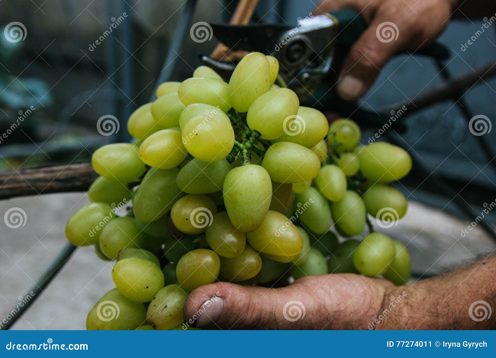 Hands Cutting Grape from the Plant Stock Image - Image of fresh ...