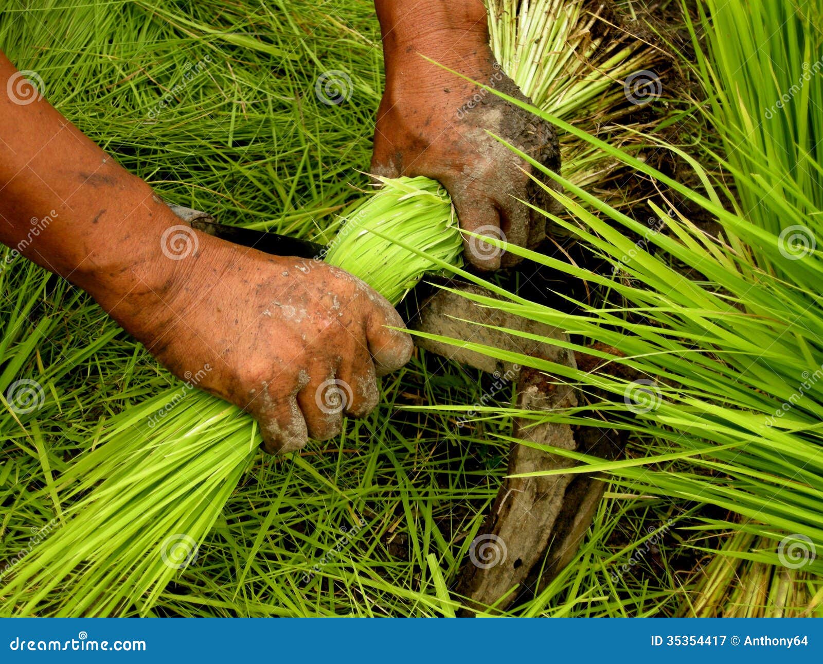Hands cutting rice stock image. Image of hands, grass - 35354417