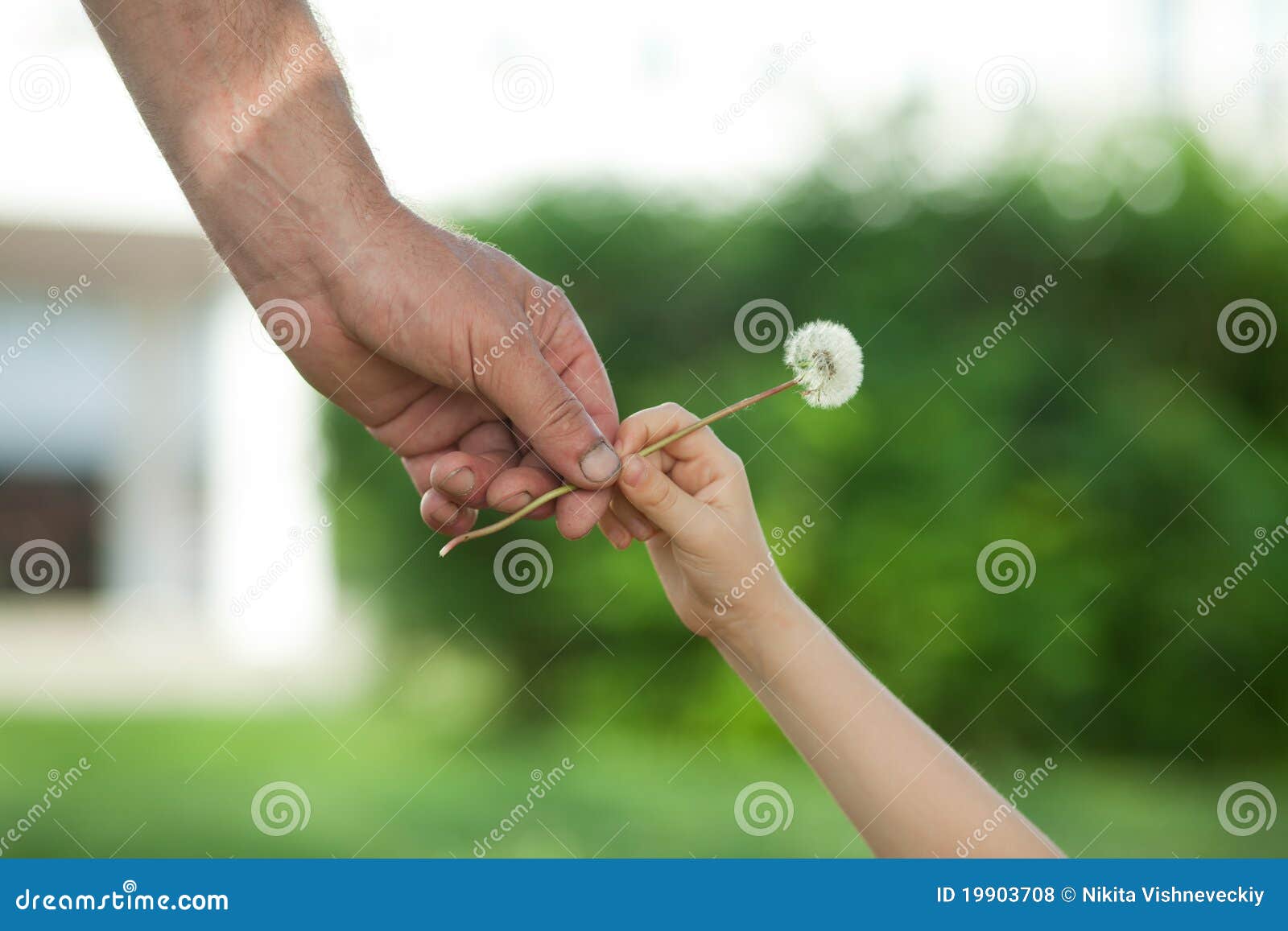 Hands and dandelion stock photo. Image of dandelion, young - 19903708