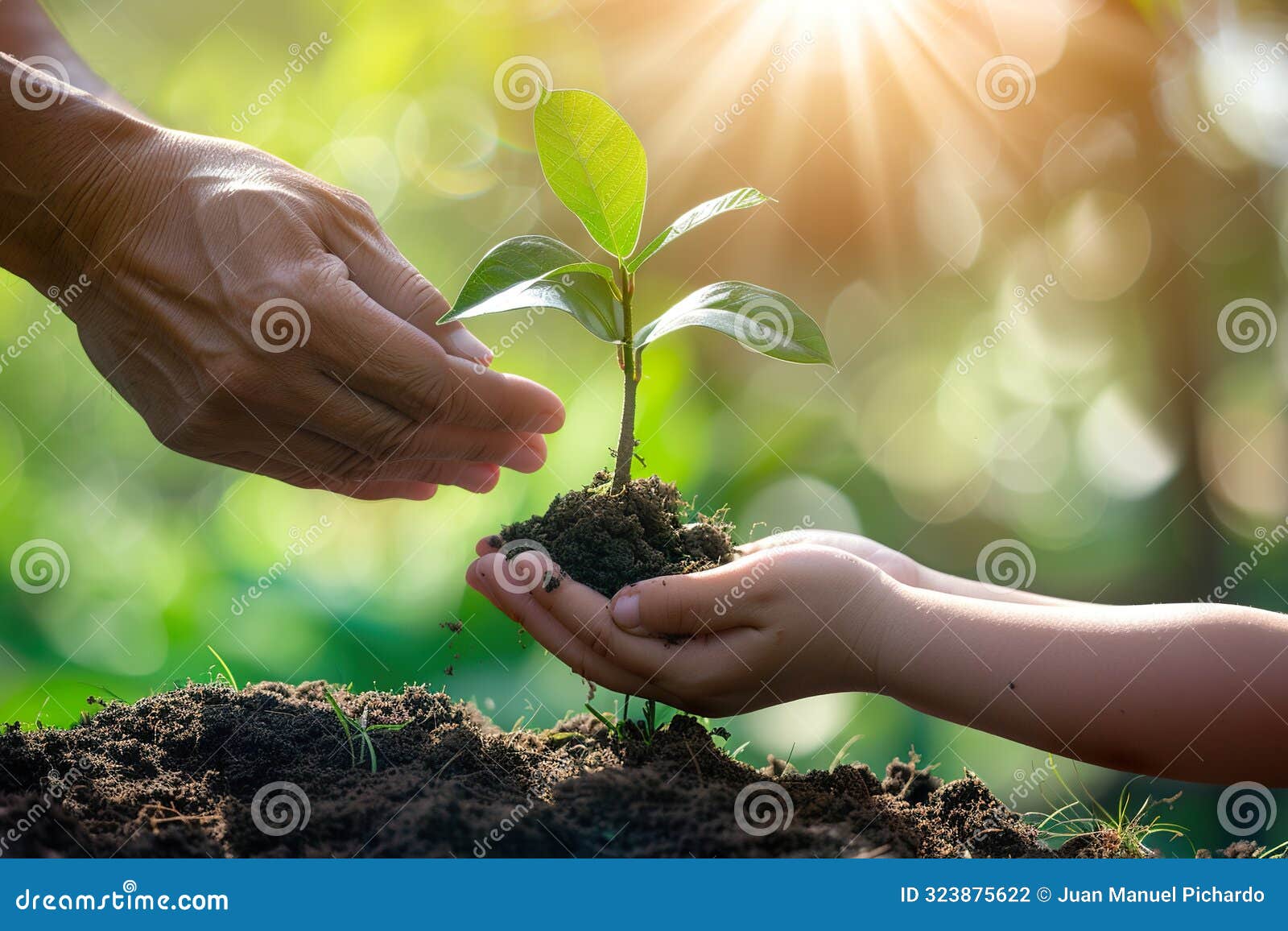 Hands of Different Generations Planting a Tree in the Middle of Nature ...