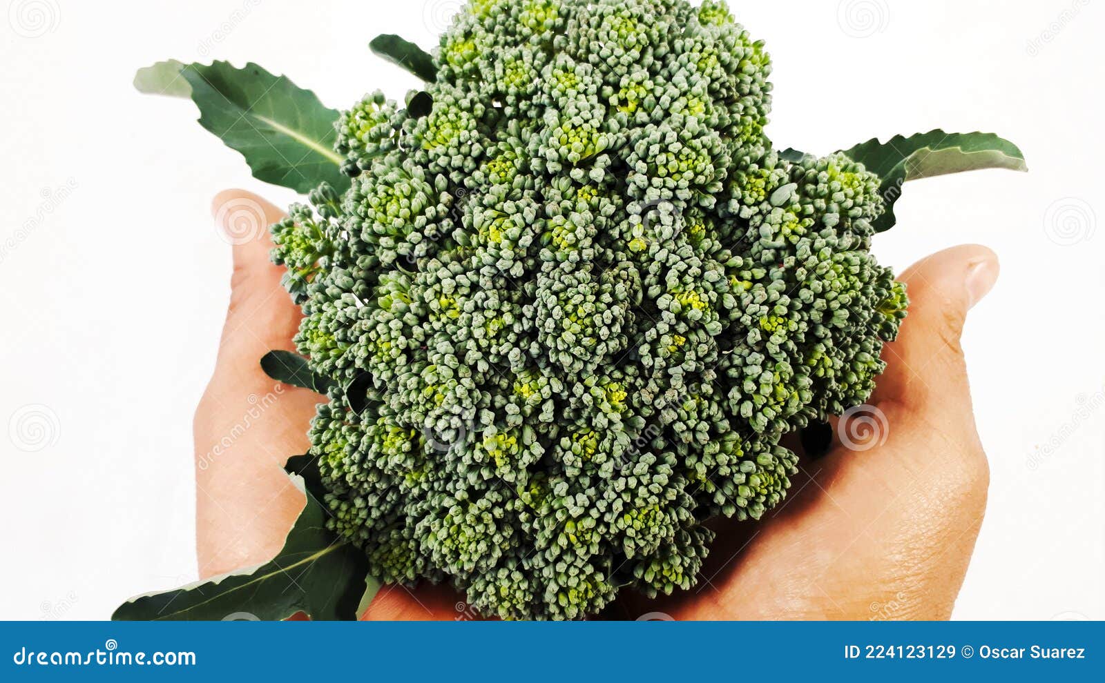 Hands Displaying a Home Grown Broccoli Stock Image - Image of food ...