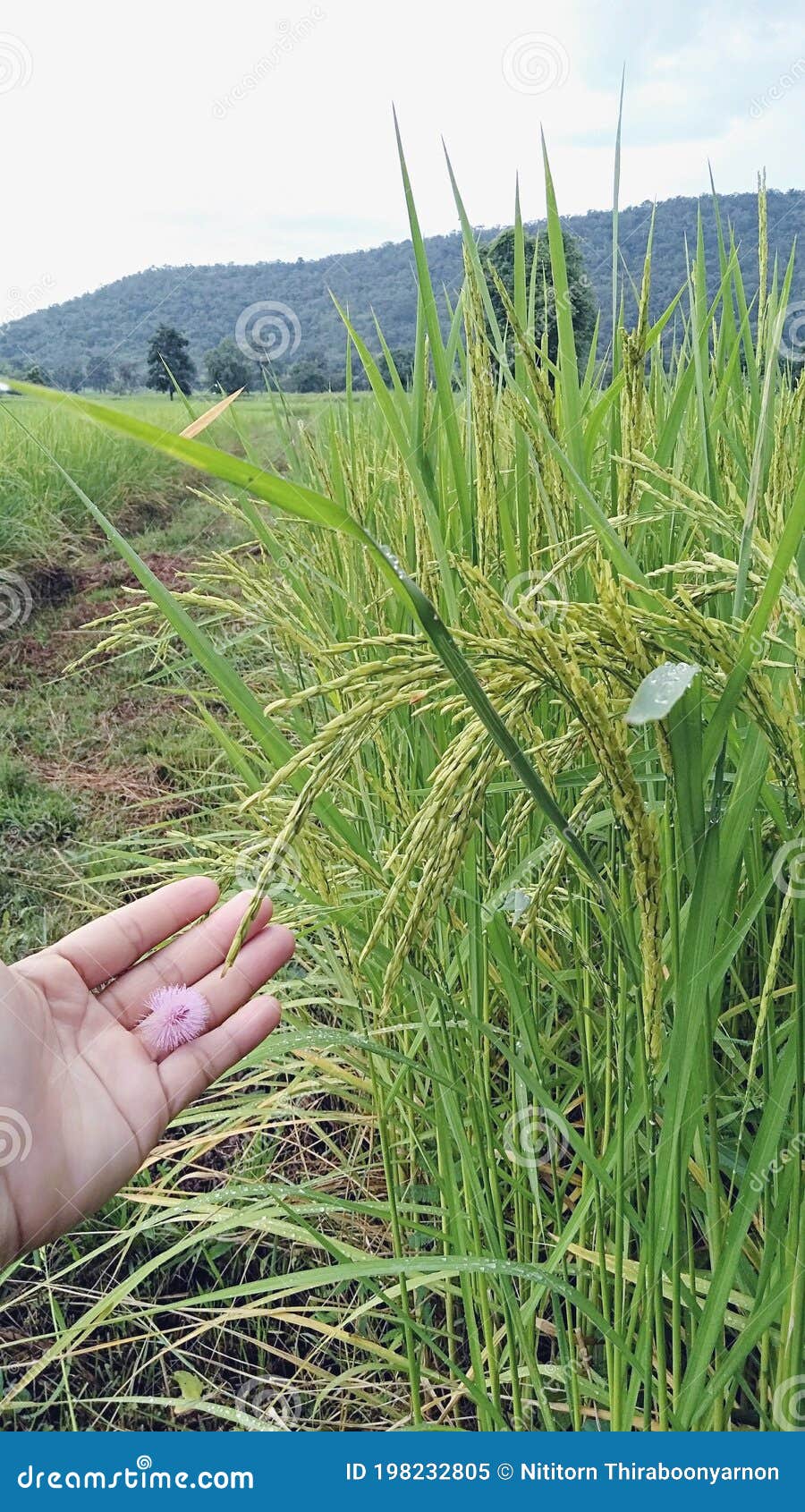Hands and Ears of Rice are in Bloom. Stock Image - Image of hands ...