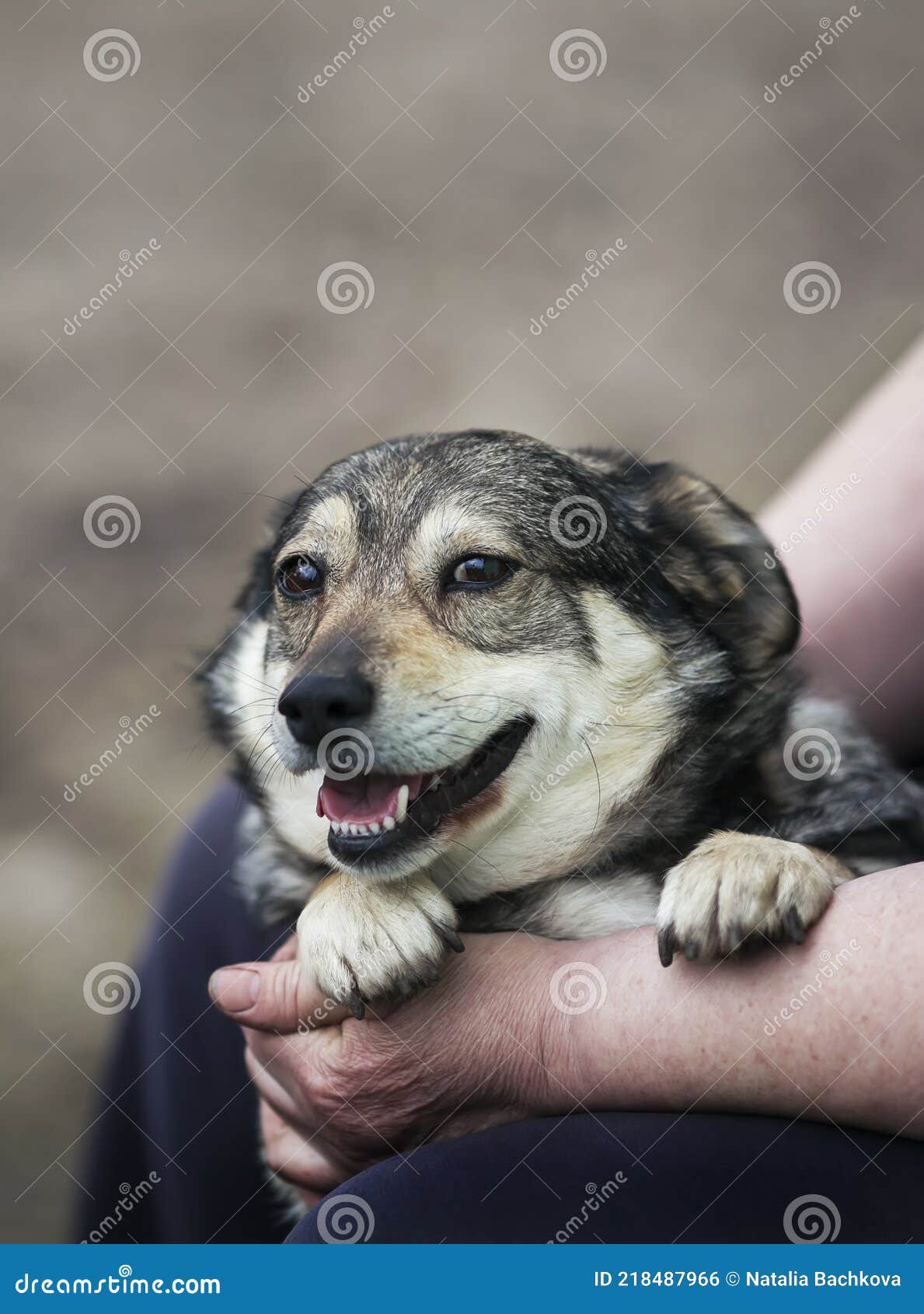 Hands of an Elderly Man Stroking the Head of a Devoted Contented Dog on ...