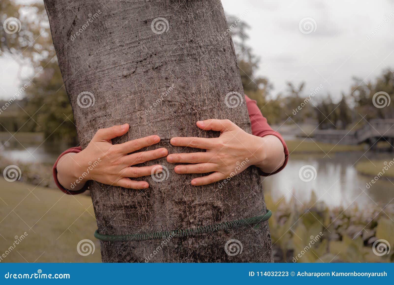 Hands Embracing Around the Trunk of a Tree. Stock Image - Image of ...