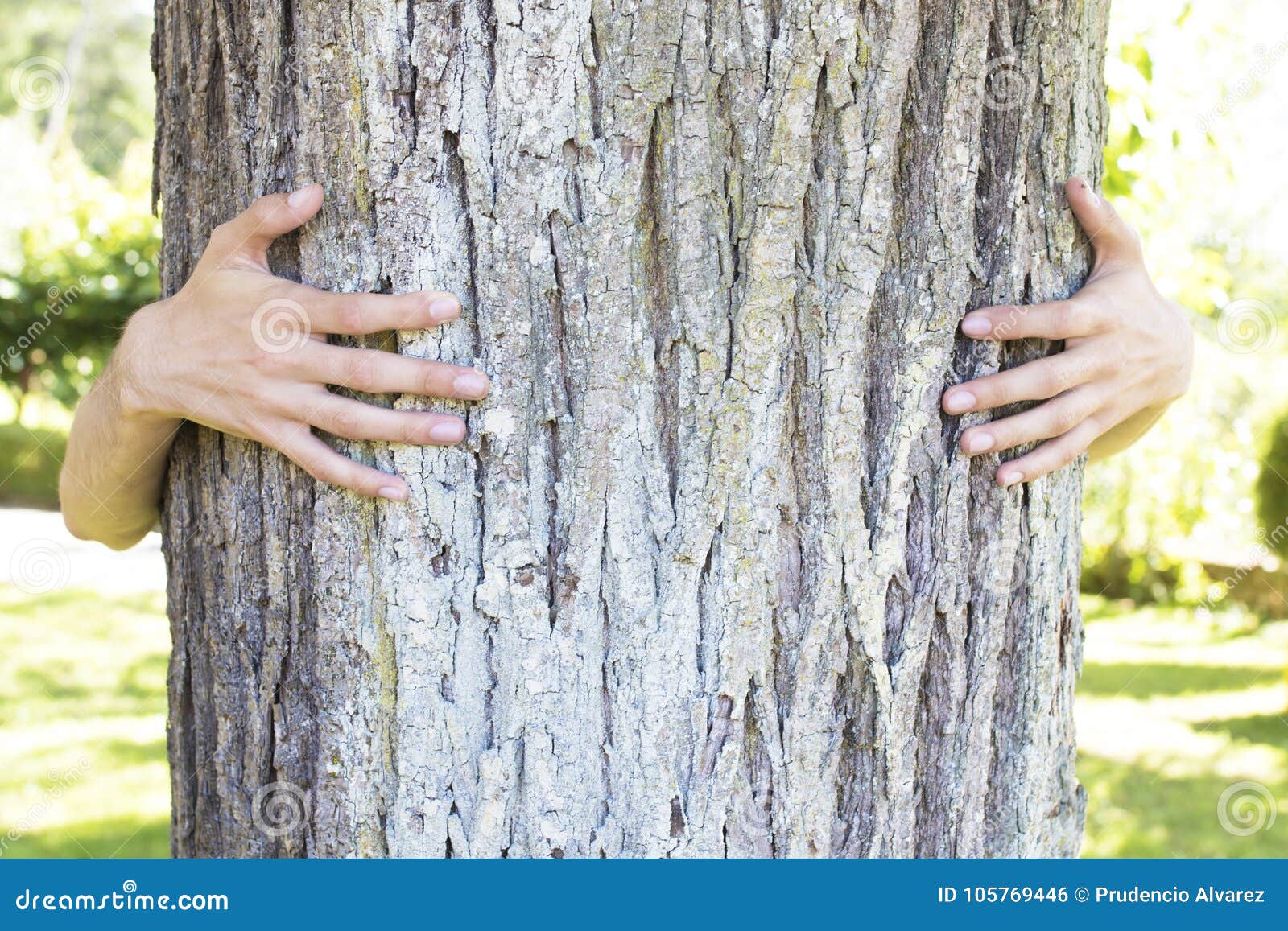 Embracing the Centenary Tree Stock Photo - Image of concept, hugger ...