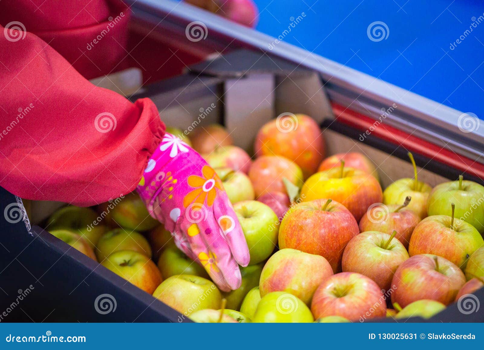 The Hands of the Employee Who Packed the Apples into a Cardboard Stock ...