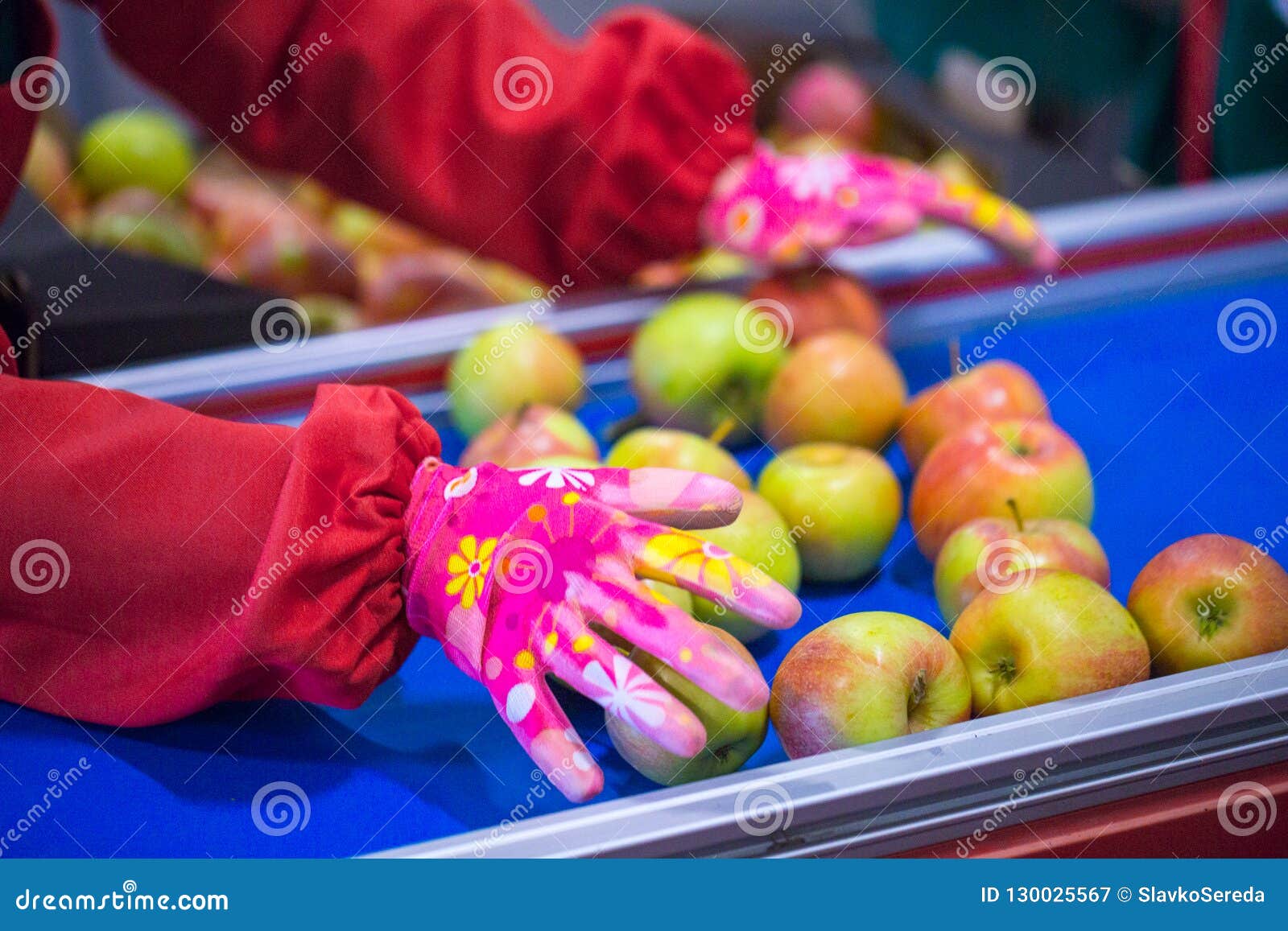The Hands of the Employee Who Sort the Apples on the Sorting Lin Stock ...
