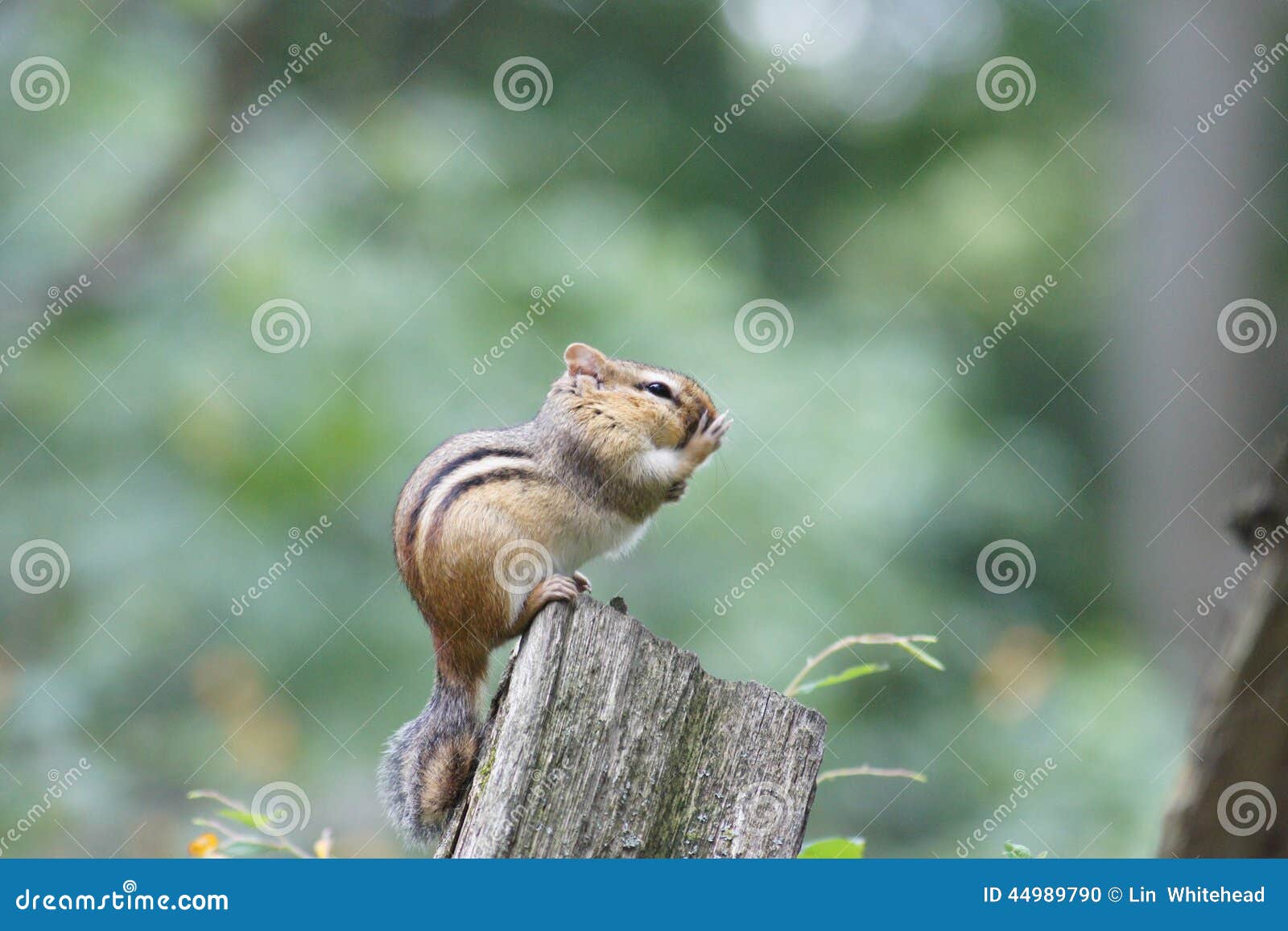 Hands of face chipmunk. stock photo. Image of expression - 44989790