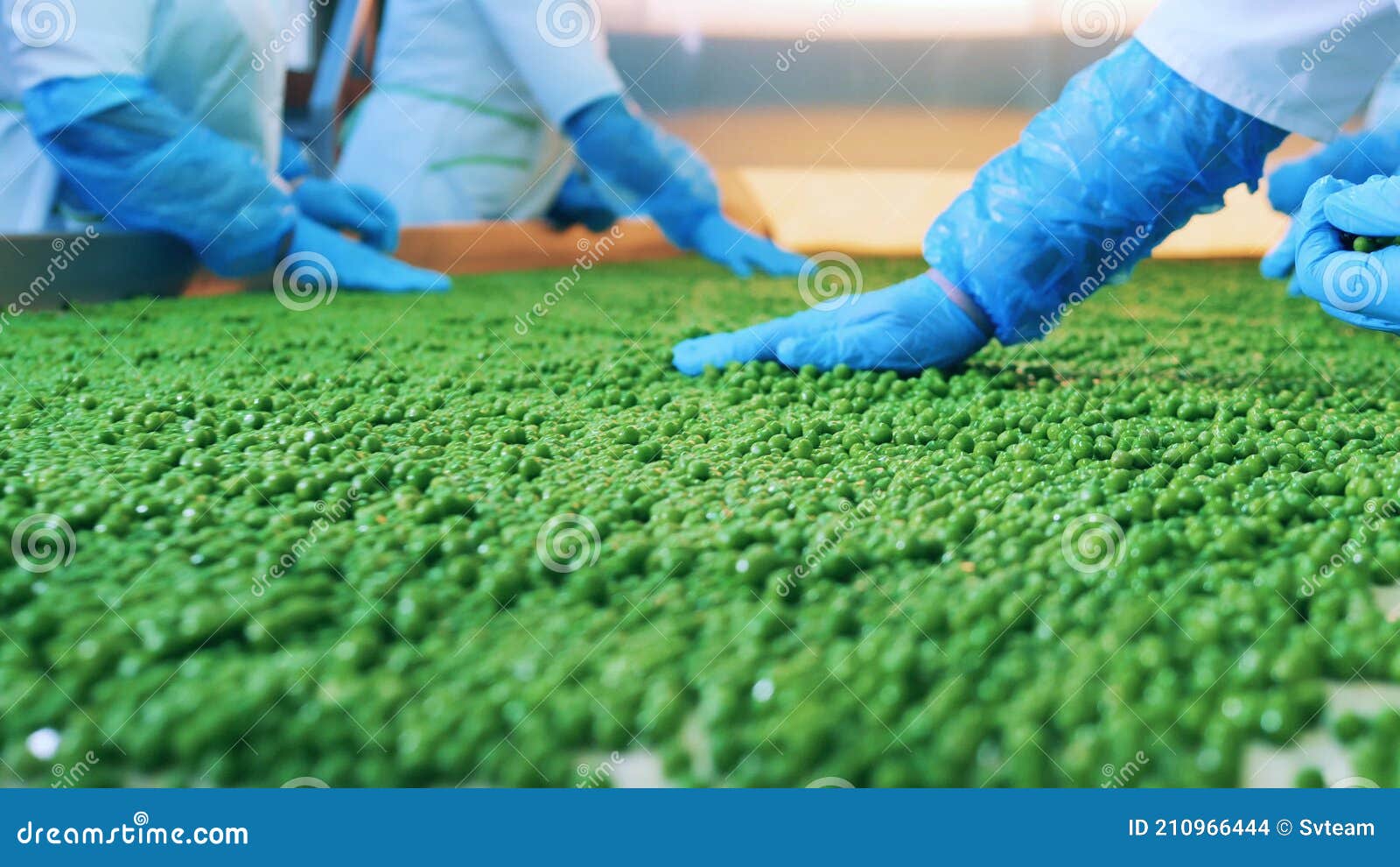 Hands of Factory Employees while Sorting Green Peas Stock Footage ...