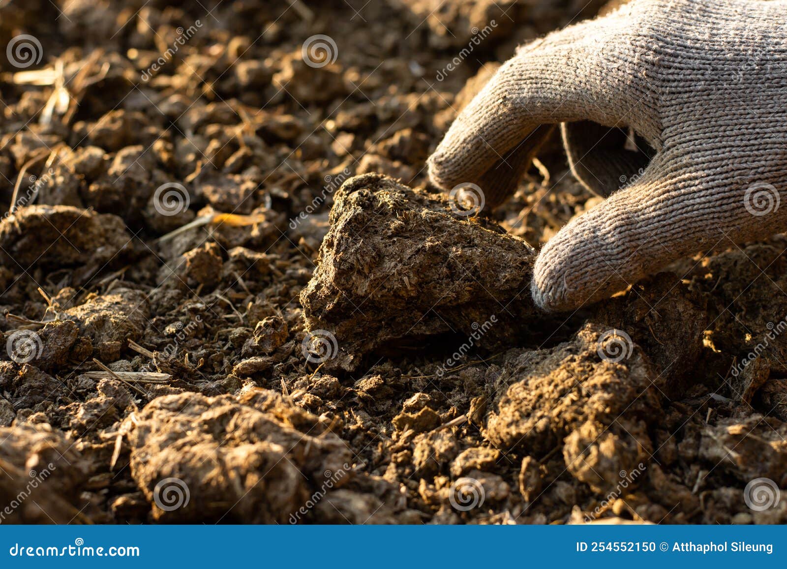 Hands of a Farmer Man Picking Manure or Cow Dung on a Farm Stock Photo ...