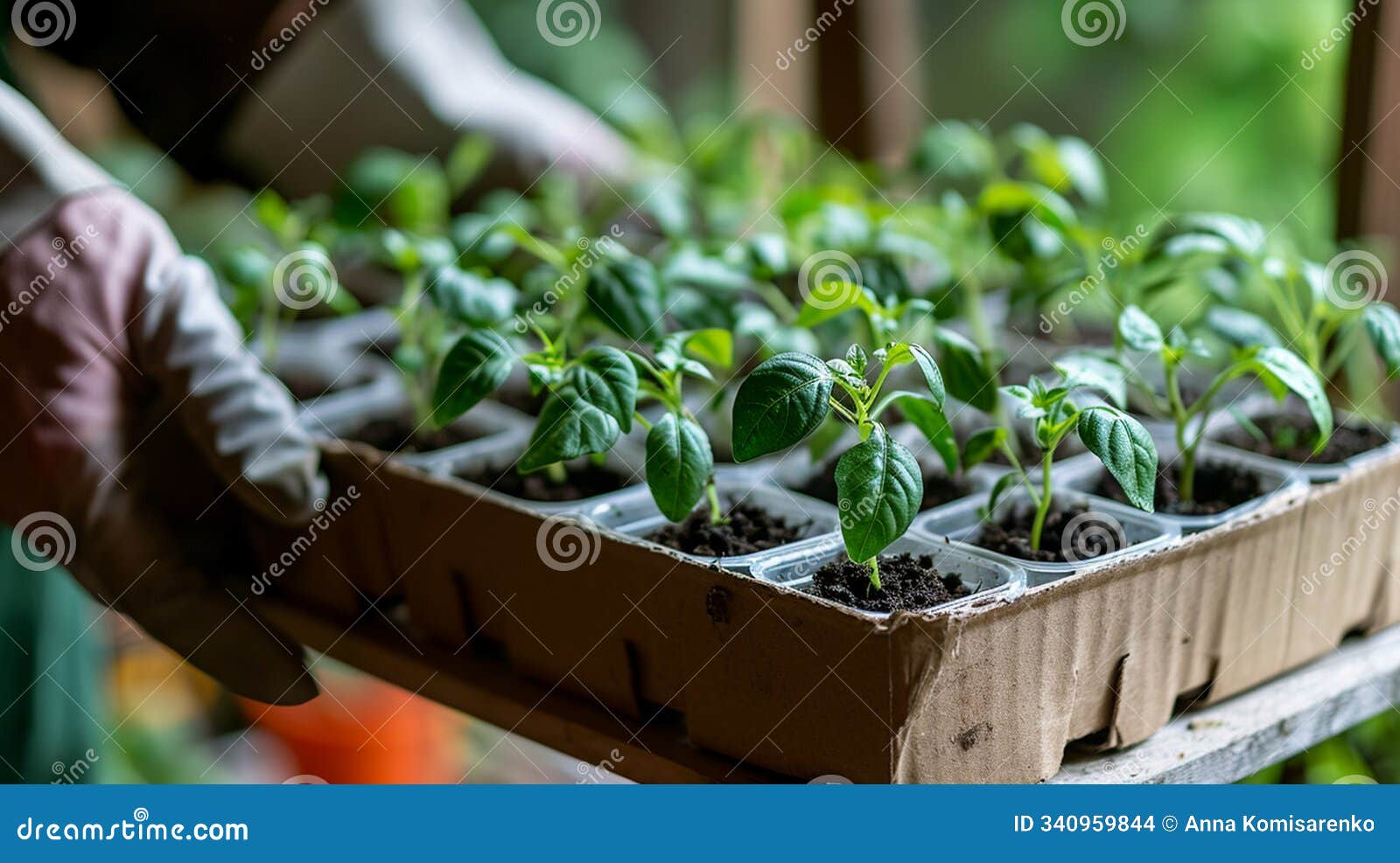 Hands of a Farmer Taking Seedlings from a Box. Planting Seedlings ...