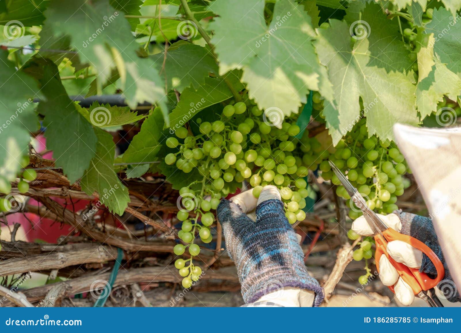 The Hands of Farmers Use Scissors To Cut Grapes To Increase the Size of ...