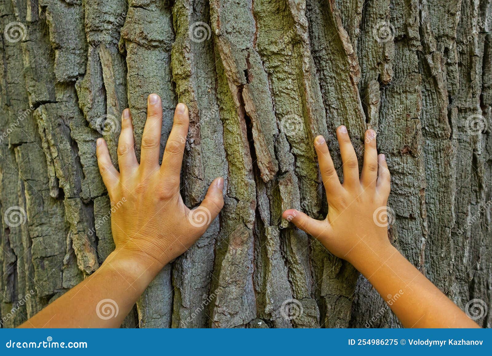 The Hands of Father and Son Touch the Big Tree. Human and Nature Stock ...