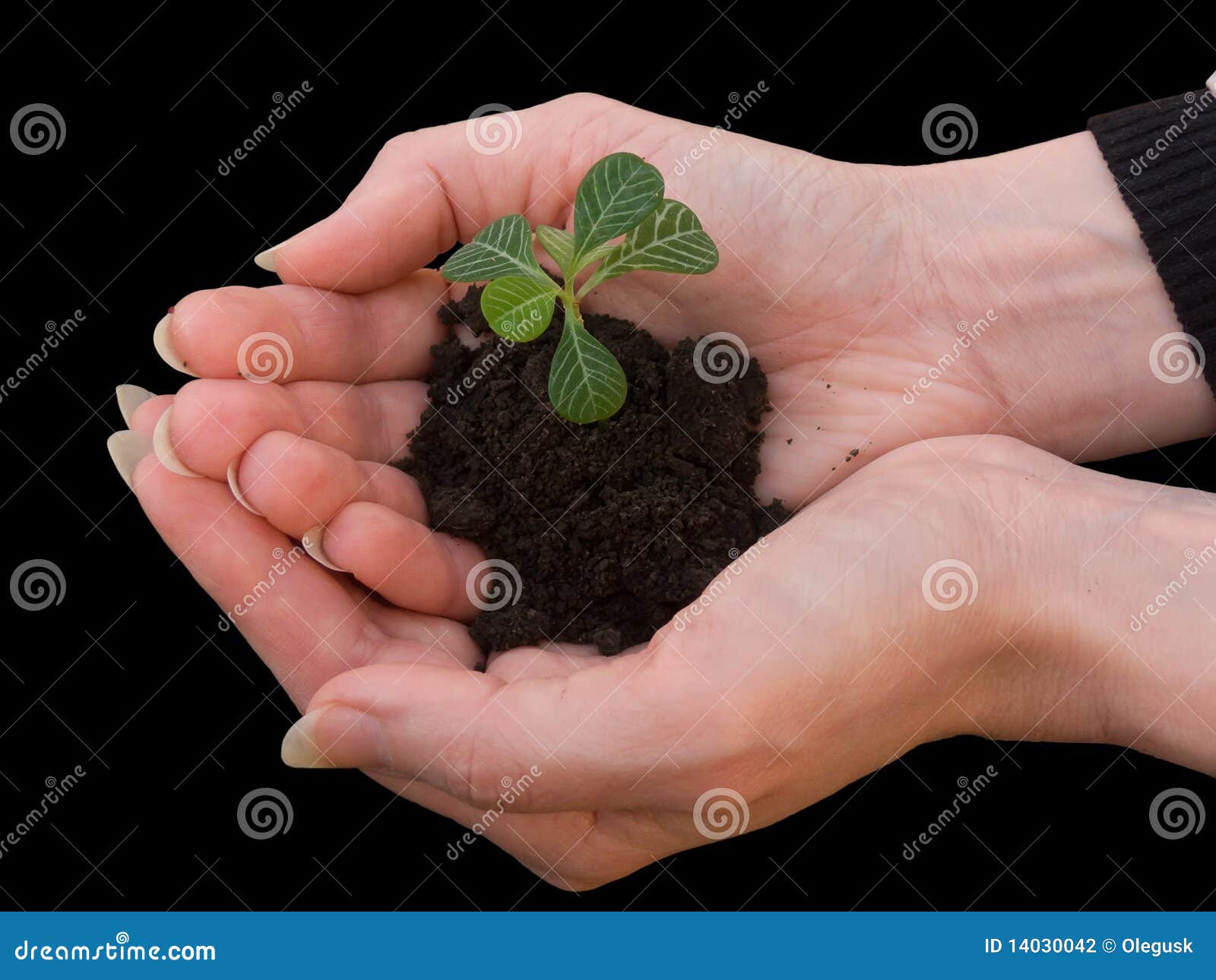 Hands female sprout plant stock photo. Image of nature - 14030042